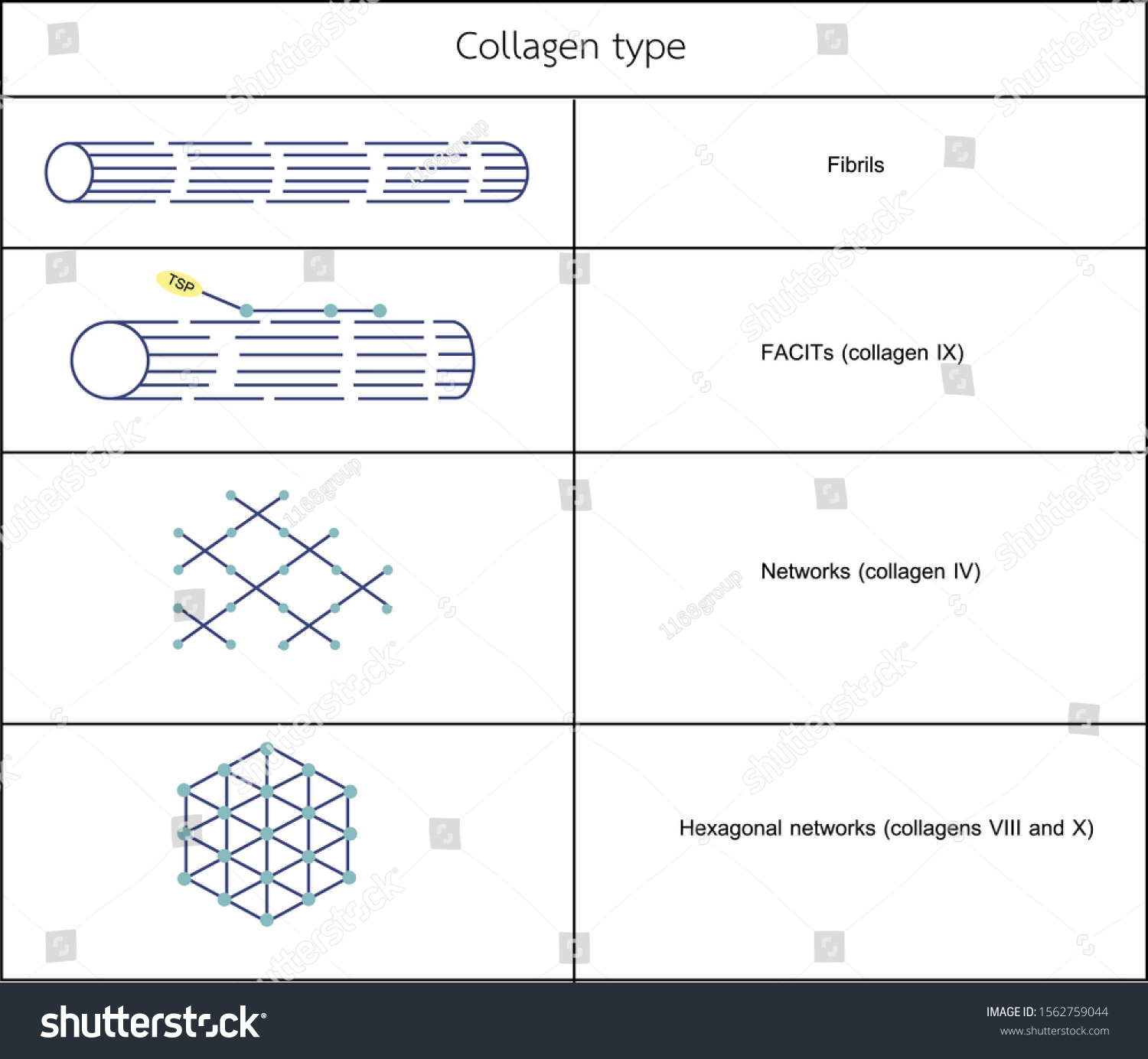 Collagen Type Diagram Vector Format 스톡 벡터(로열티 프리) 1562759044 | Shutterstock
