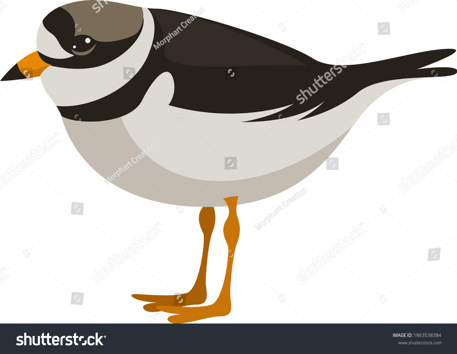 Shorebird Stock Vectors, Images & Vector Art | Shutterstock