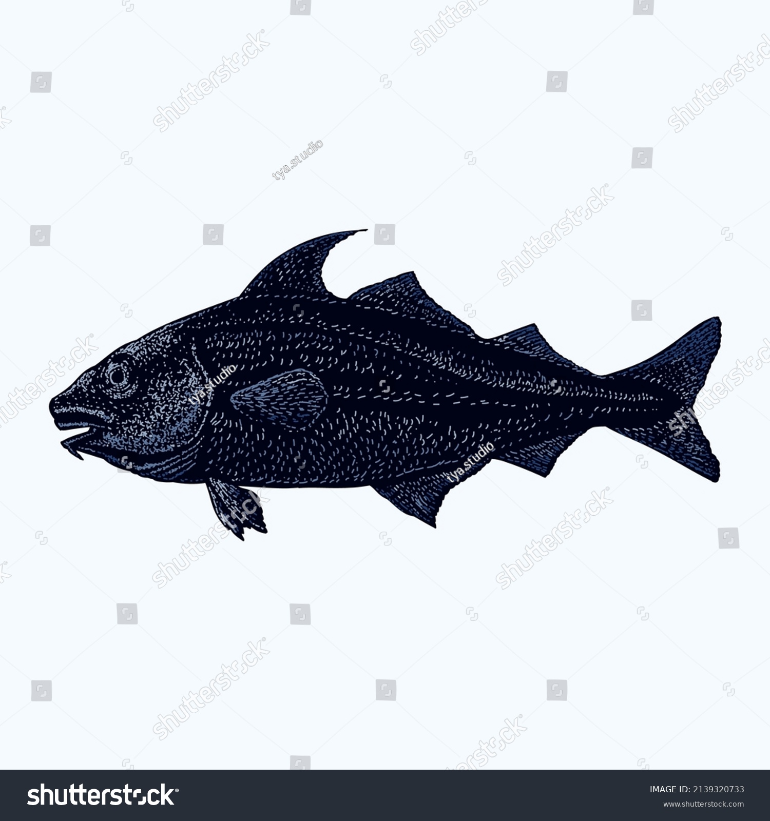 Colored Haddock Fish Illustration Object Isolated Stock Vector (Royalty ...