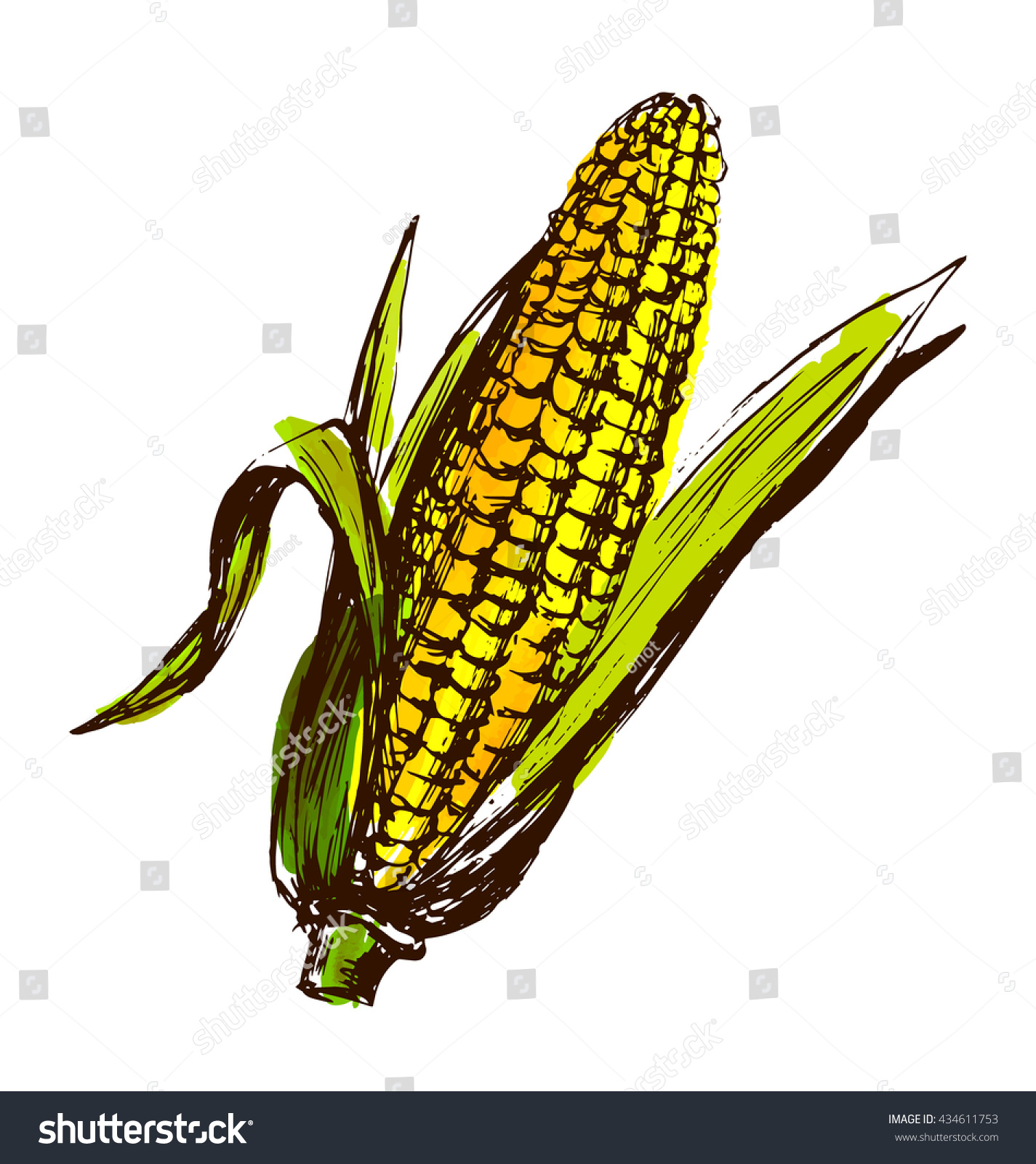 Colored Hand Sketch Corn Vector Illustration Stock Vector (Royalty Free ...