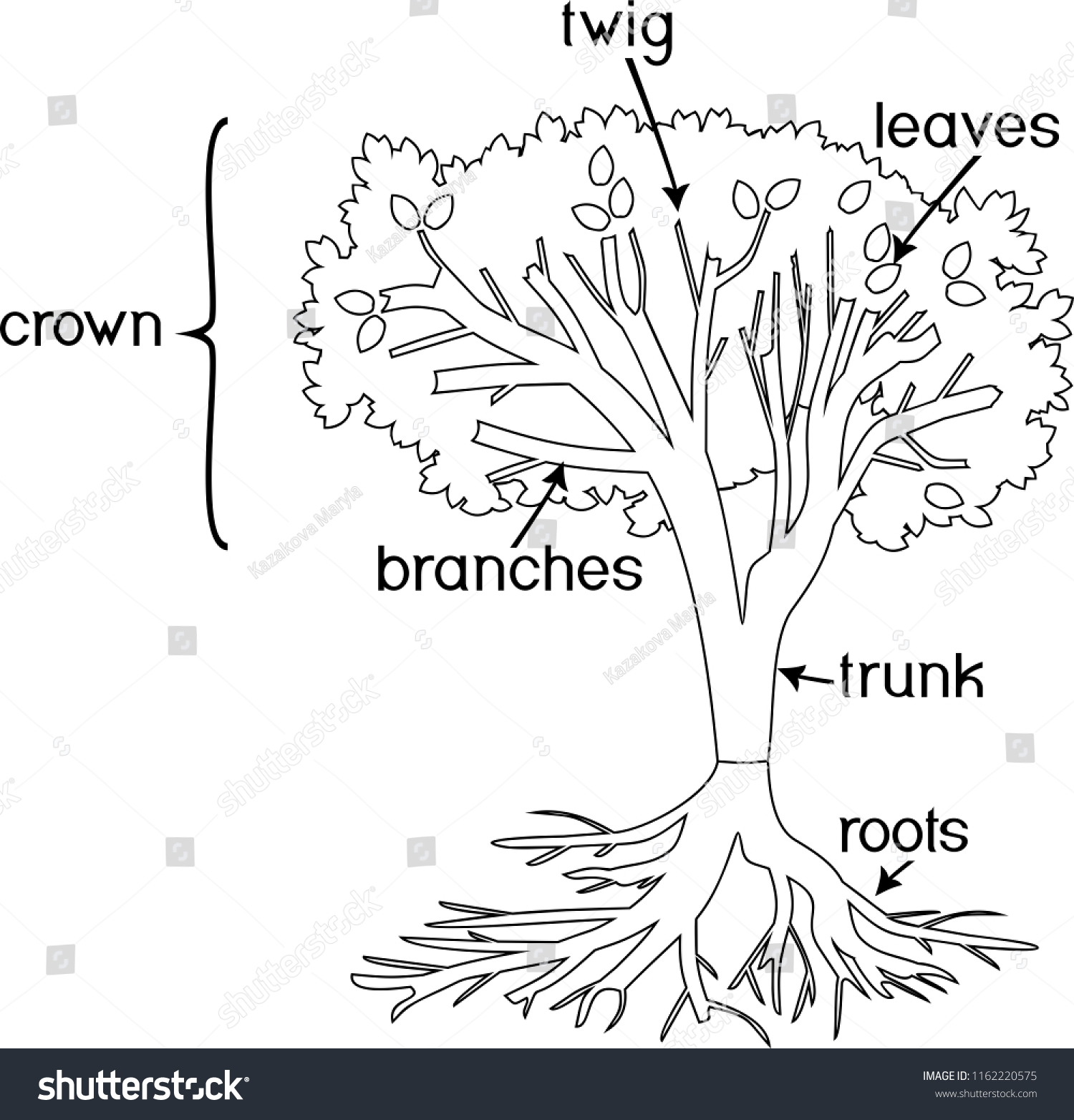 Coloring Page Parts Plant Morphology Tree: vetor stock (livre de ... Coloring Page Parts Plant Morphology Tree: vetor stock (livre de ...