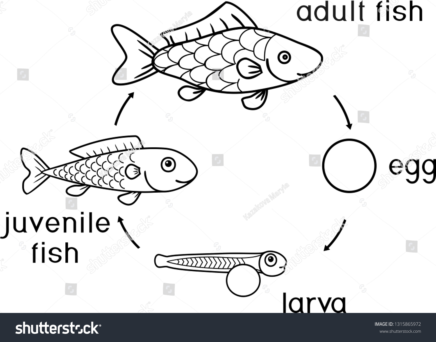 Coloring Page Life Cycle Fish Sequence: Vector có sẵn (miễn phí bản ... Coloring Page Life Cycle Fish Sequence: Vector có sẵn (miễn phí bản ...