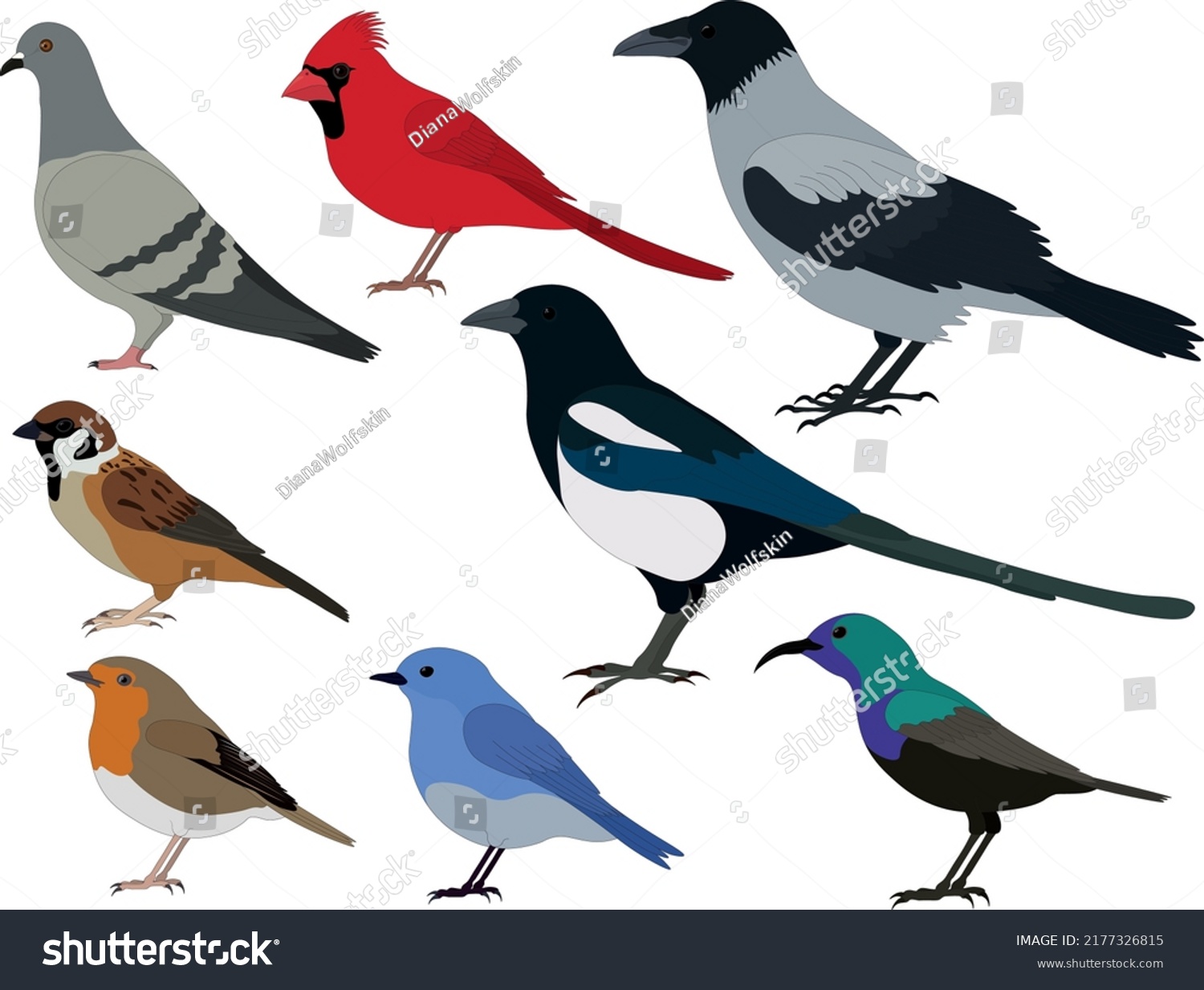 Common Birds Types Collection Vector Illustration Stock Vector (Royalty ...