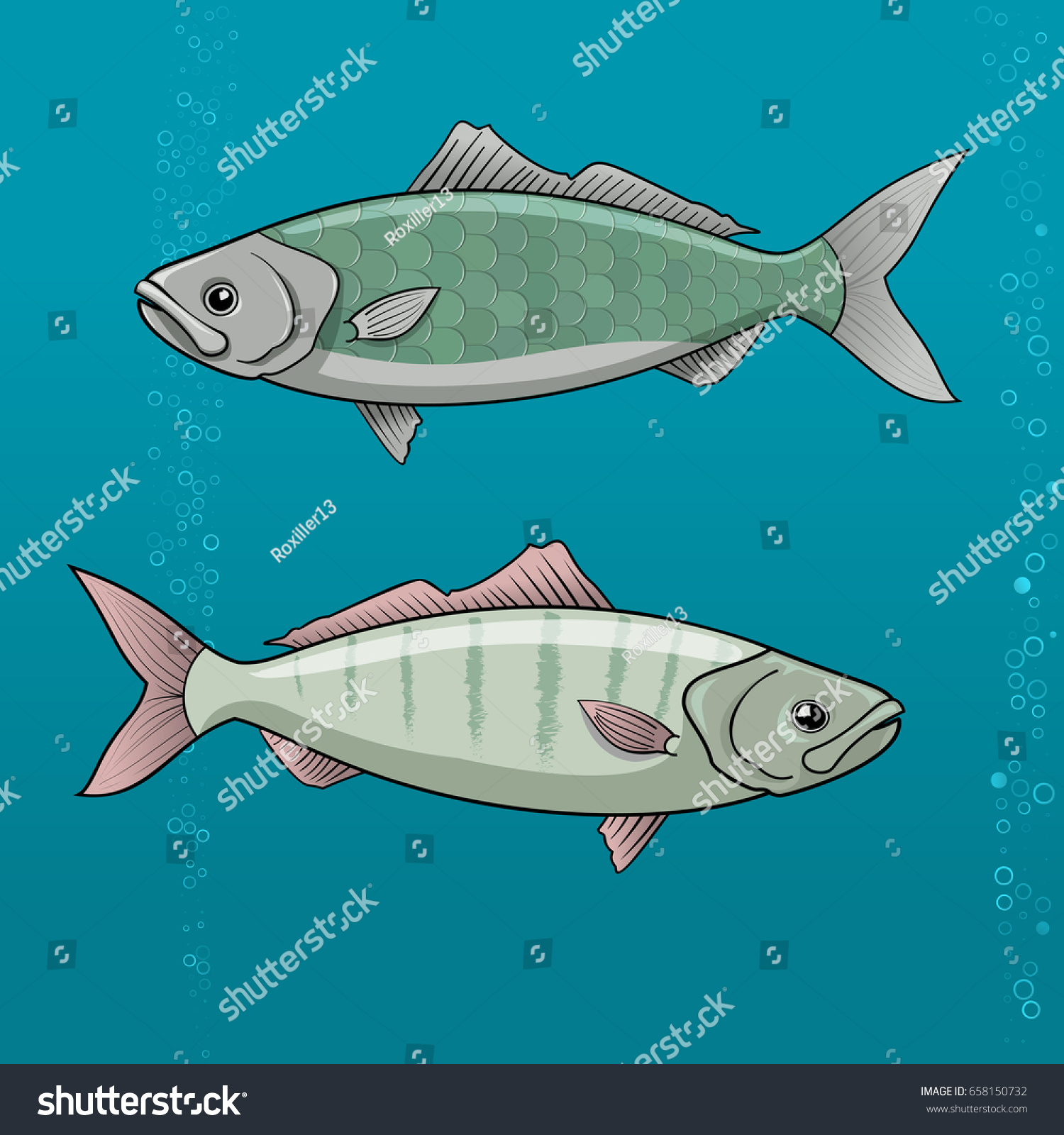 Common Dace Vector Illustration Stock Vector (Royalty Free) 658150732 ...
