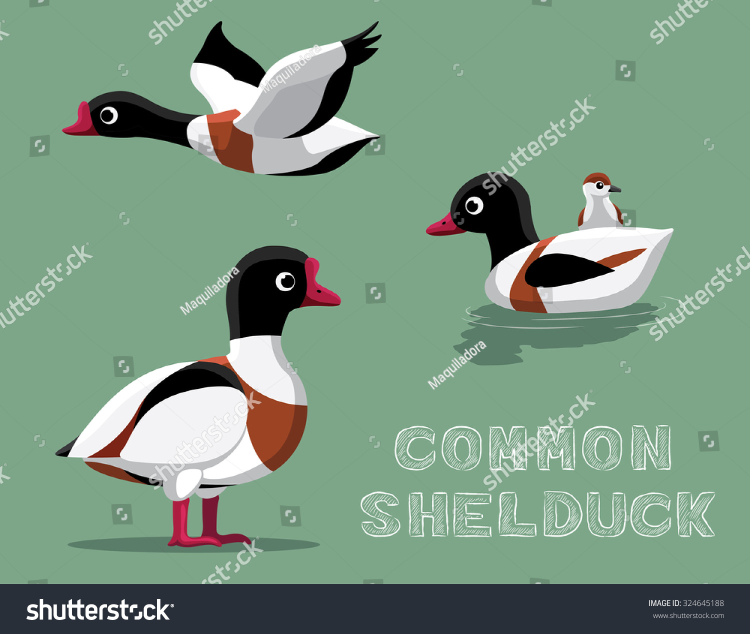 Common Shelduck Cartoon Vector Illustration Stock Vector (Royalty Free ...