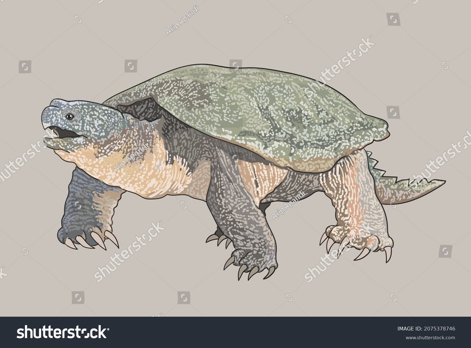 610 Large snapping turtle Images, Stock Photos & Vectors | Shutterstock