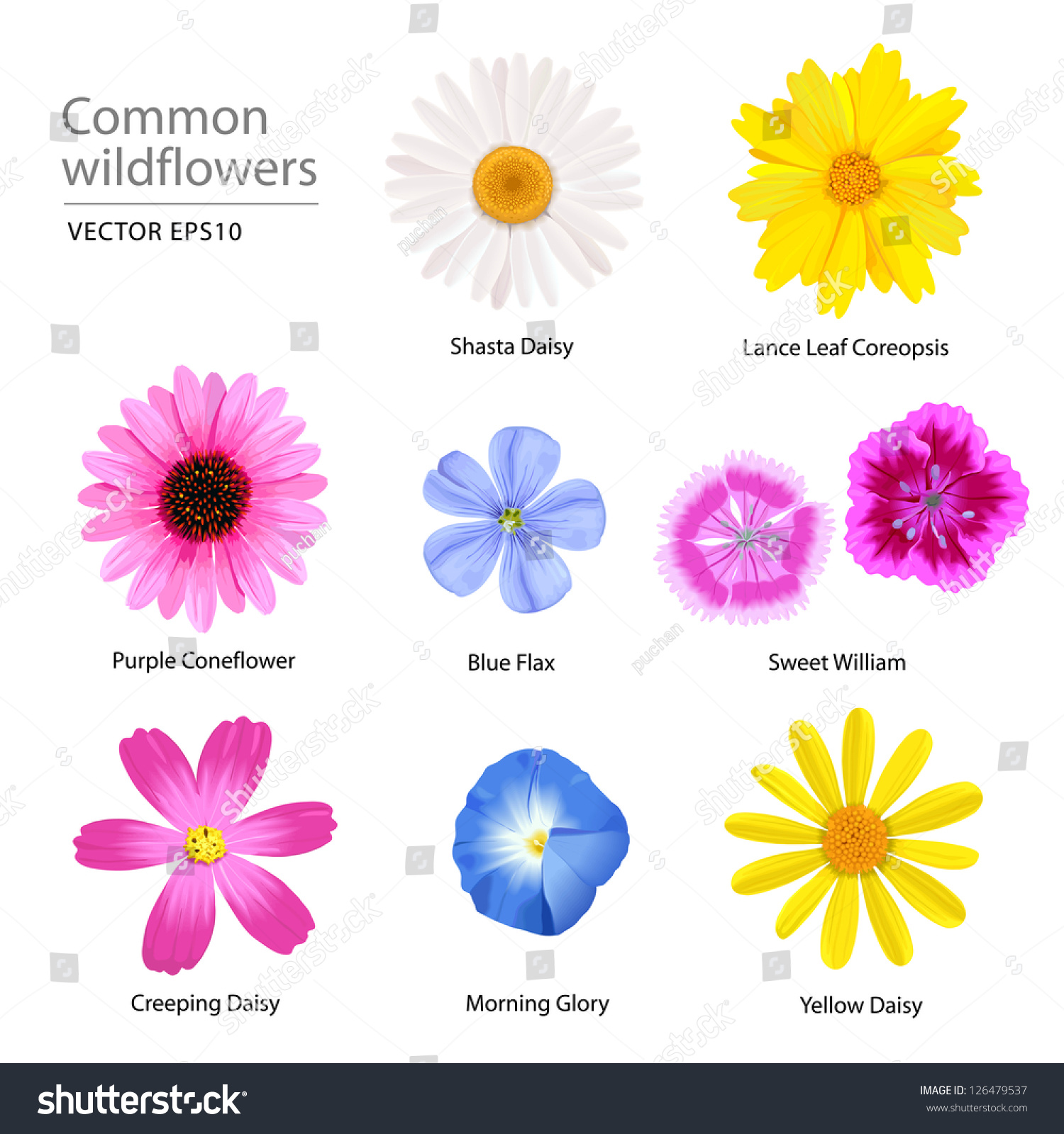Common Wildflowers Vector Image Hand Drawing: Vector có sẵn (miễn phí ...