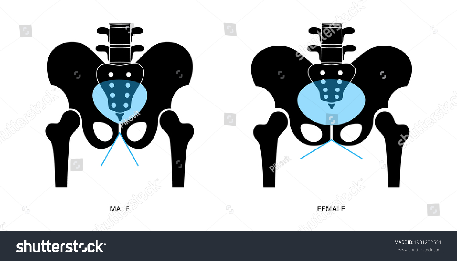 Vektor Stok Comparison Structure Male Female Pelvis Anatomical Tanpa