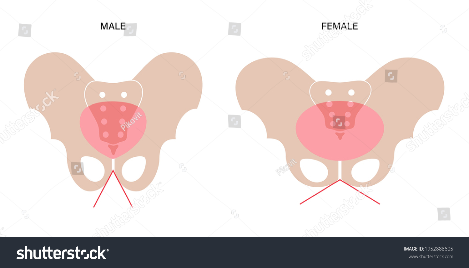 Comparison Structure Male Female Pelvis Anatomical Vetor Stock Livre