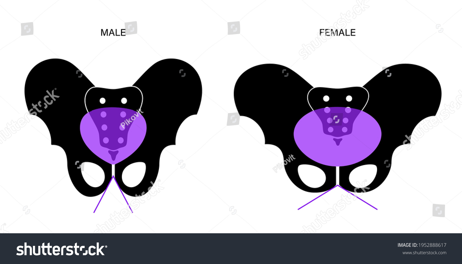 Comparison Structure Male Female Pelvis Anatomical เวกเตอร์สต็อก ปลอด