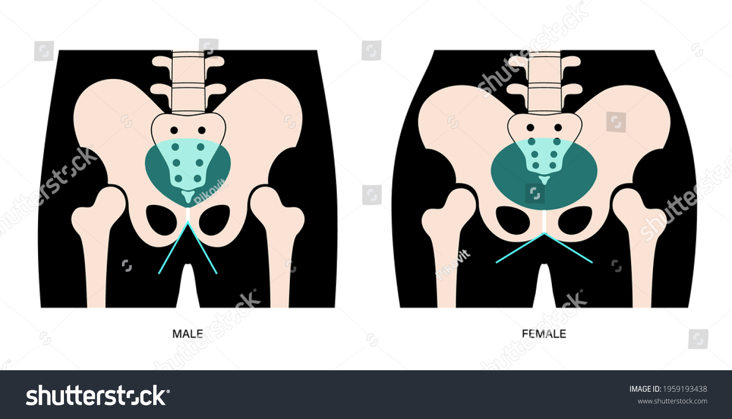 Comparison Structure Male Female Pelvis Anatomical Stock Vector