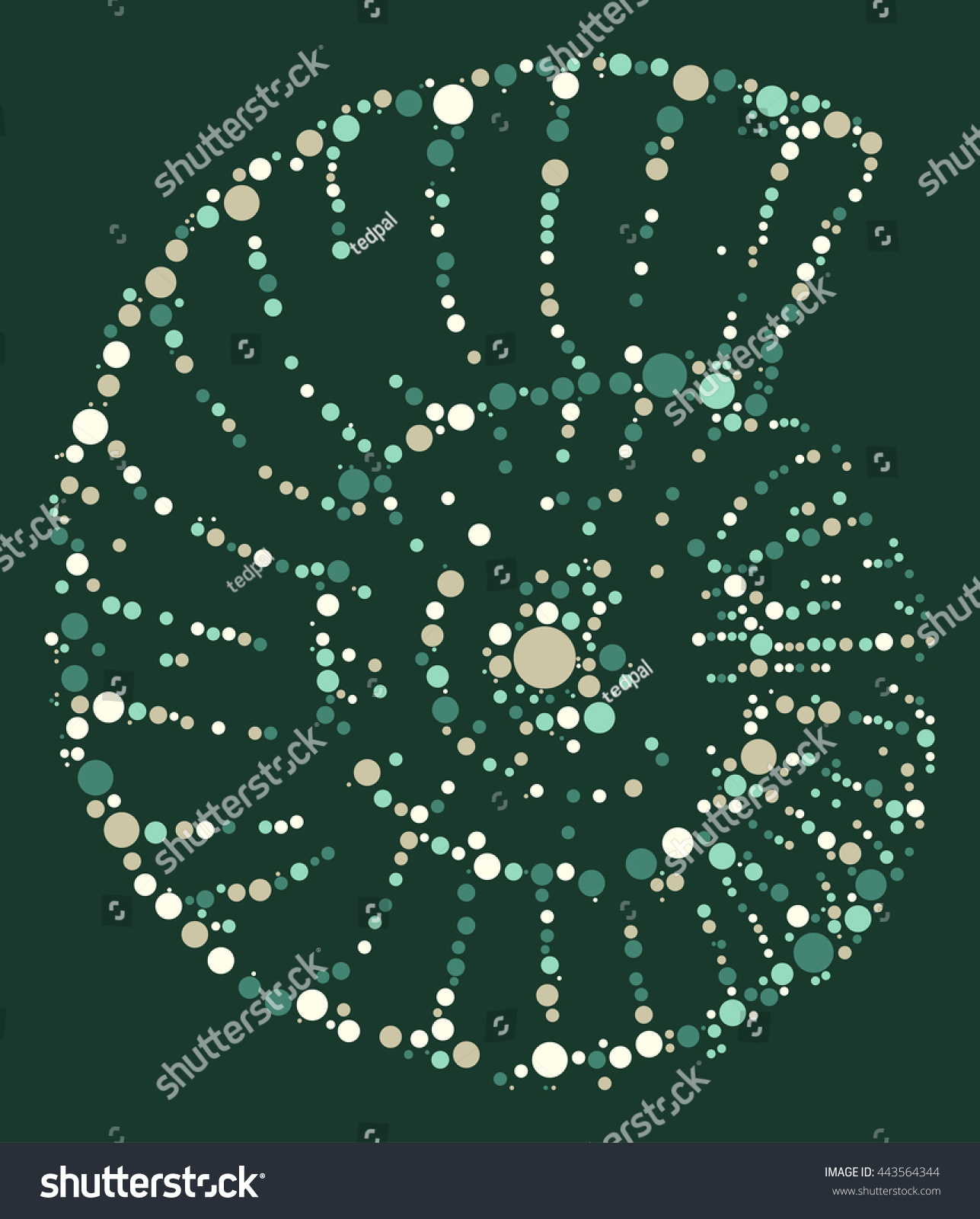 Conch Shape Vector Design By Color Stock Vector (Royalty Free ...