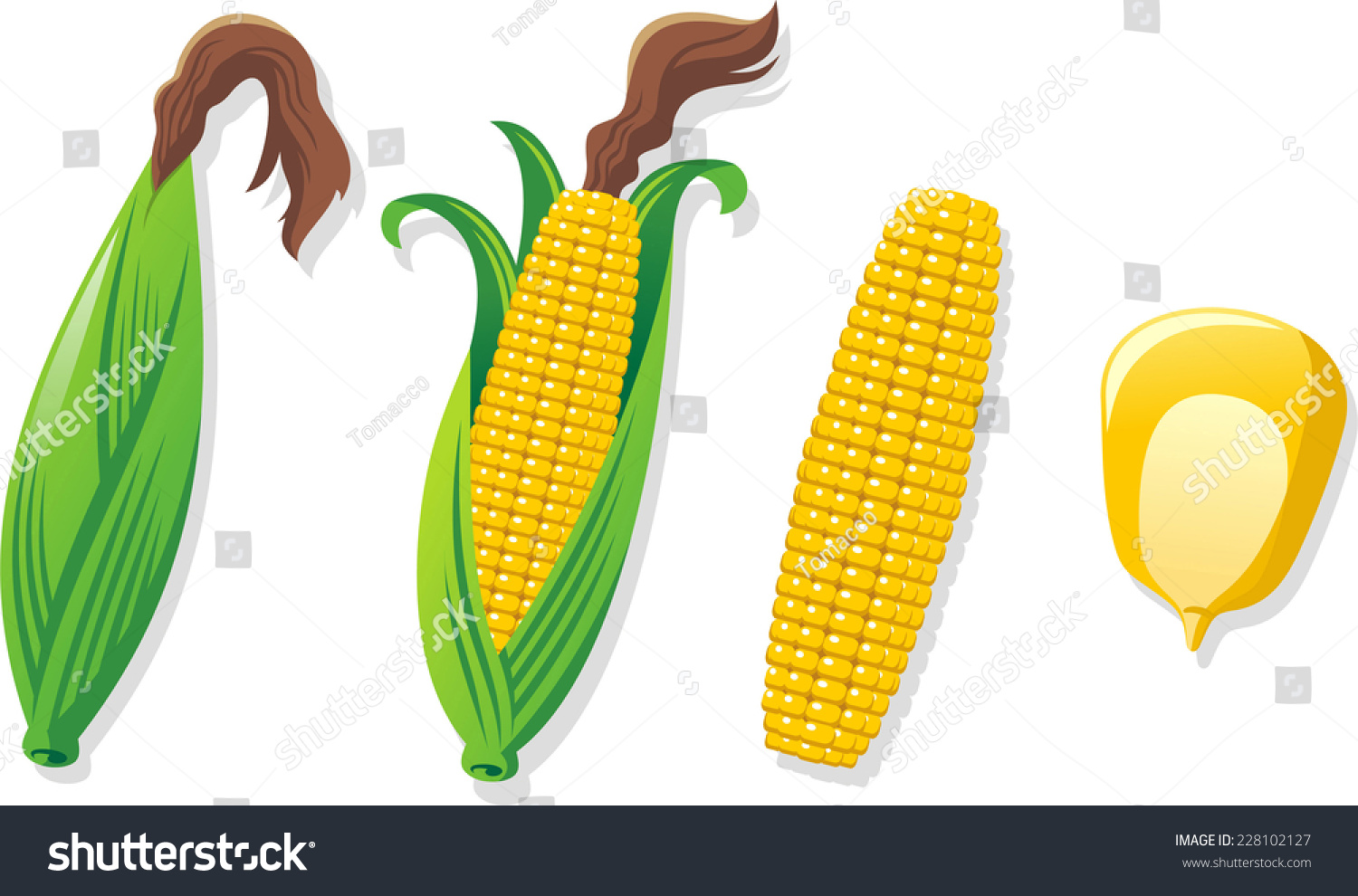 Corn Growth Process Vector Cartoon Illustration: vetor stock (livre de ...