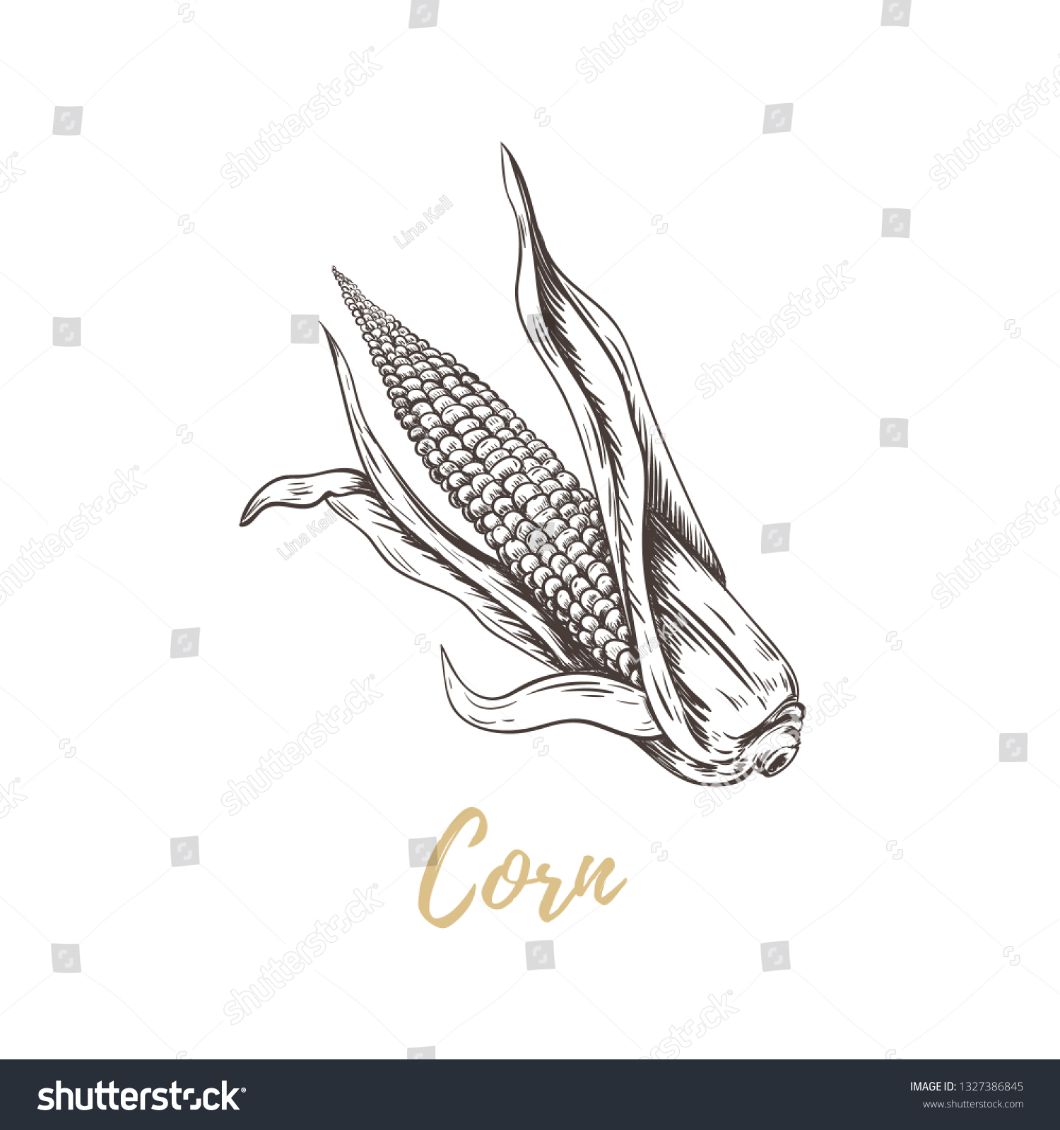 Corn Hand Drawing Vector Art Corn Stock Vector (Royalty Free ...
