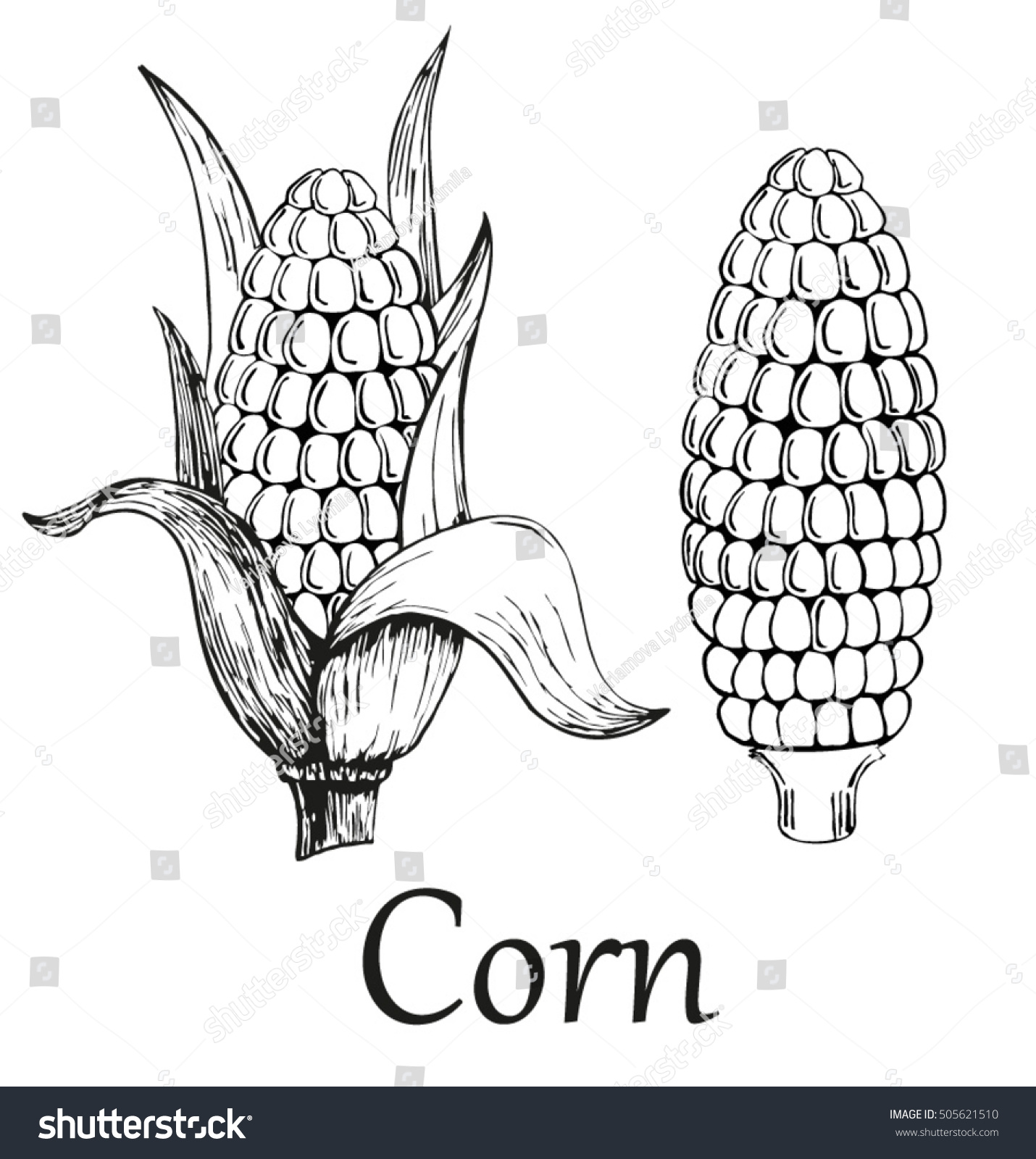 Corn Maize Zea Mays Vintage Engraving: vector de stock (libre de ... Corn Maize Zea Mays Vintage Engraving: vector de stock (libre de ...