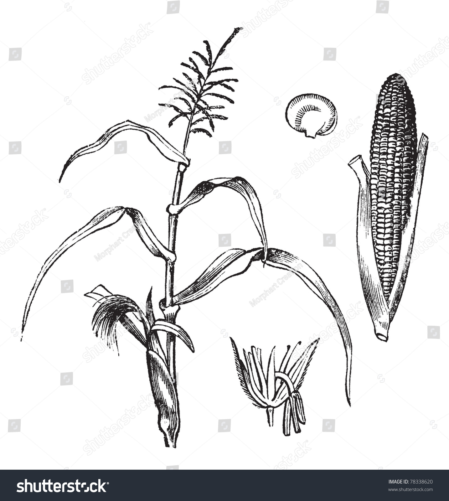 Corn Maize Zea Mays Vintage Engraving: เวกเตอร์สต็อก (ปลอดค่าลิขสิทธิ์ ... Corn Maize Zea Mays Vintage Engraving: เวกเตอร์สต็อก (ปลอดค่าลิขสิทธิ์ ...