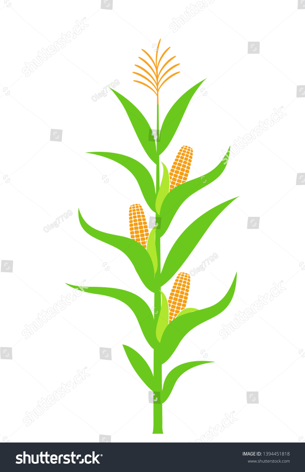 Corn Stalk Isolated Corn On White Stock Vector (Royalty Free) 1394451818