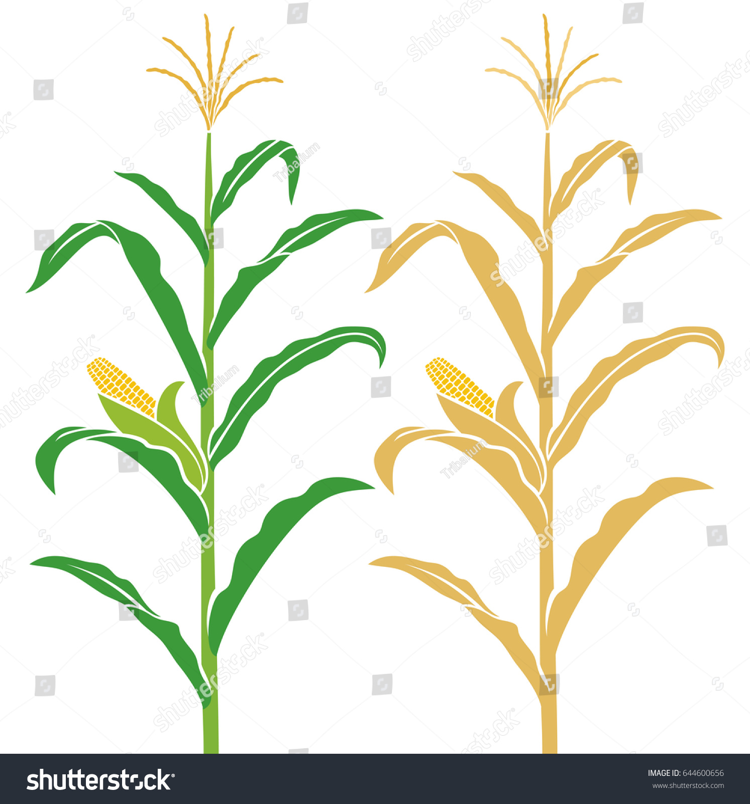 Corn Stalk Vector Illustration Stock Vector (Royalty Free) 644600656 ...