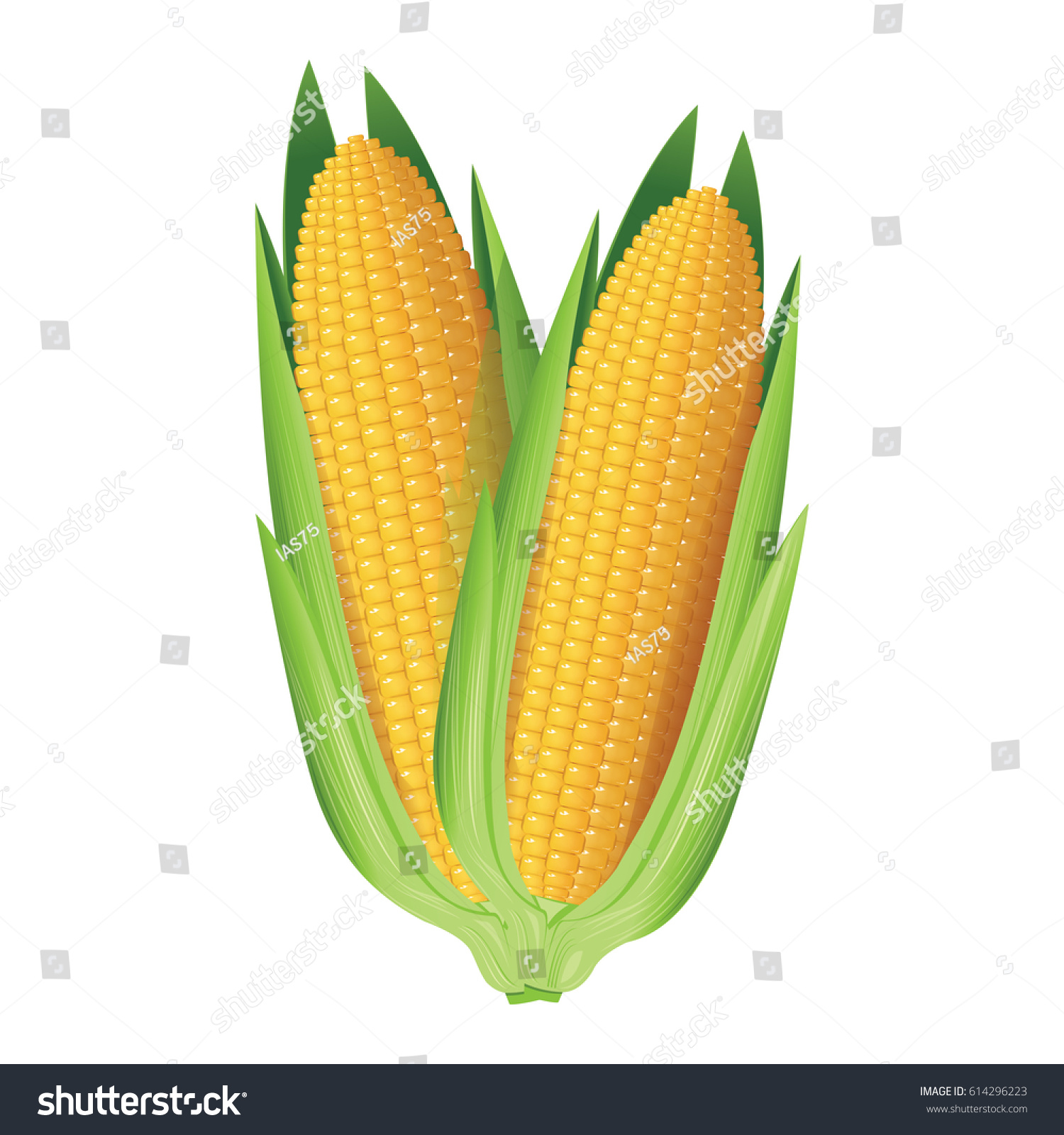 Corn Two Whole Corn Cobs Vector Stock Vector (Royalty Free) 614296223 ...