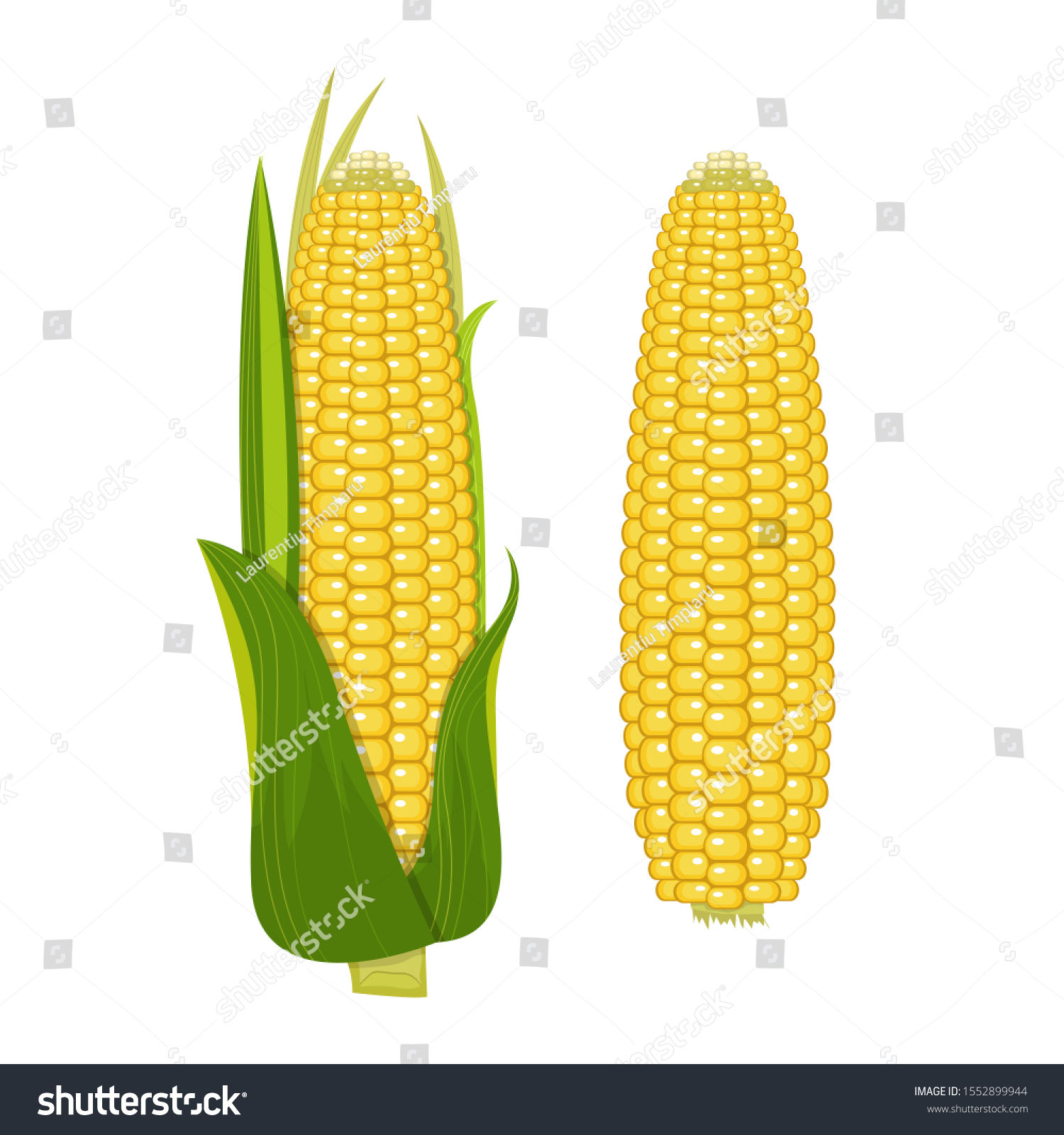 Corn Vector Design Illustration Isolated On Stock Vector (Royalty Free ...