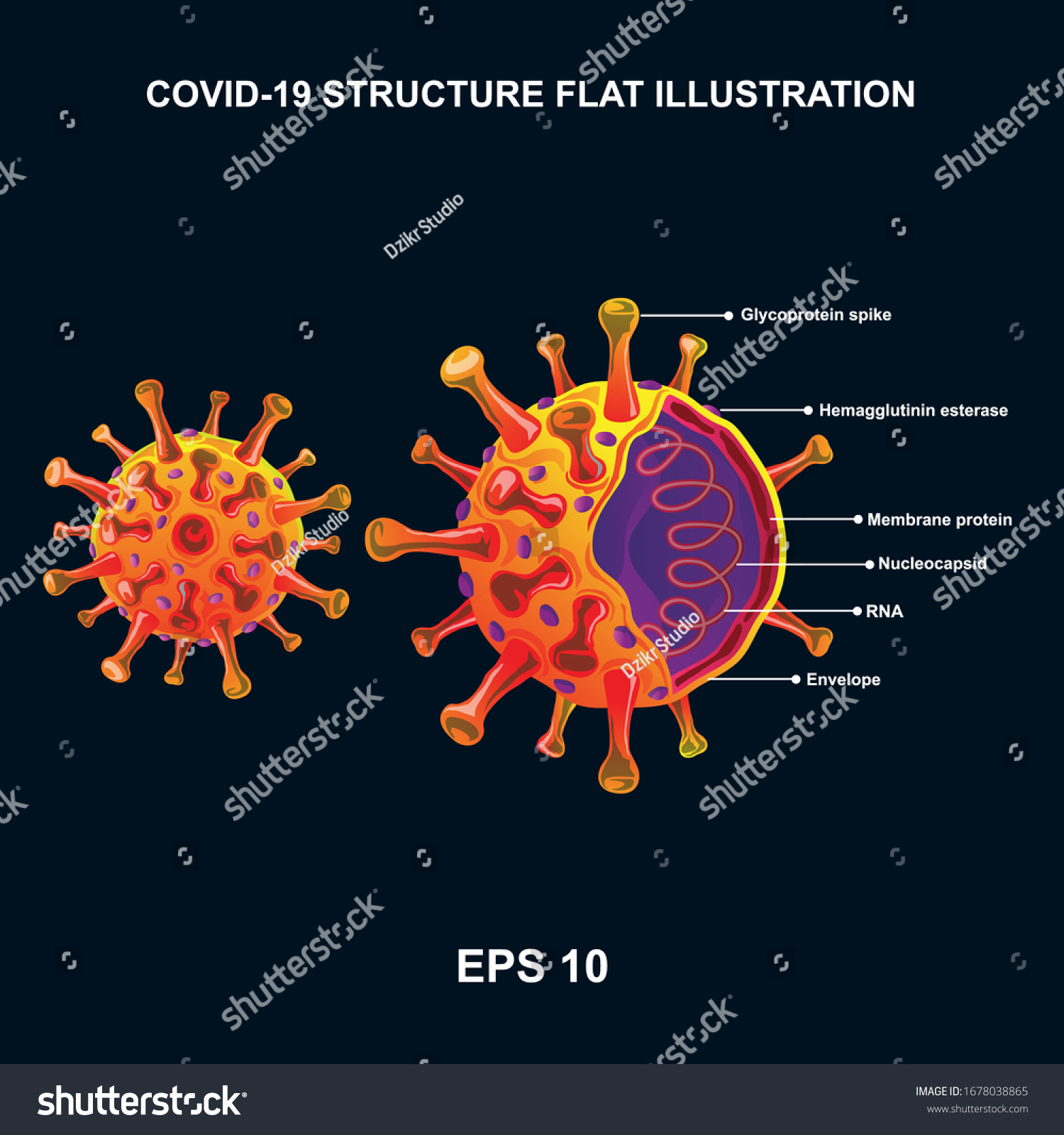 Vectvectvectorial de la estructura del virus: vector de stock (libre de ...