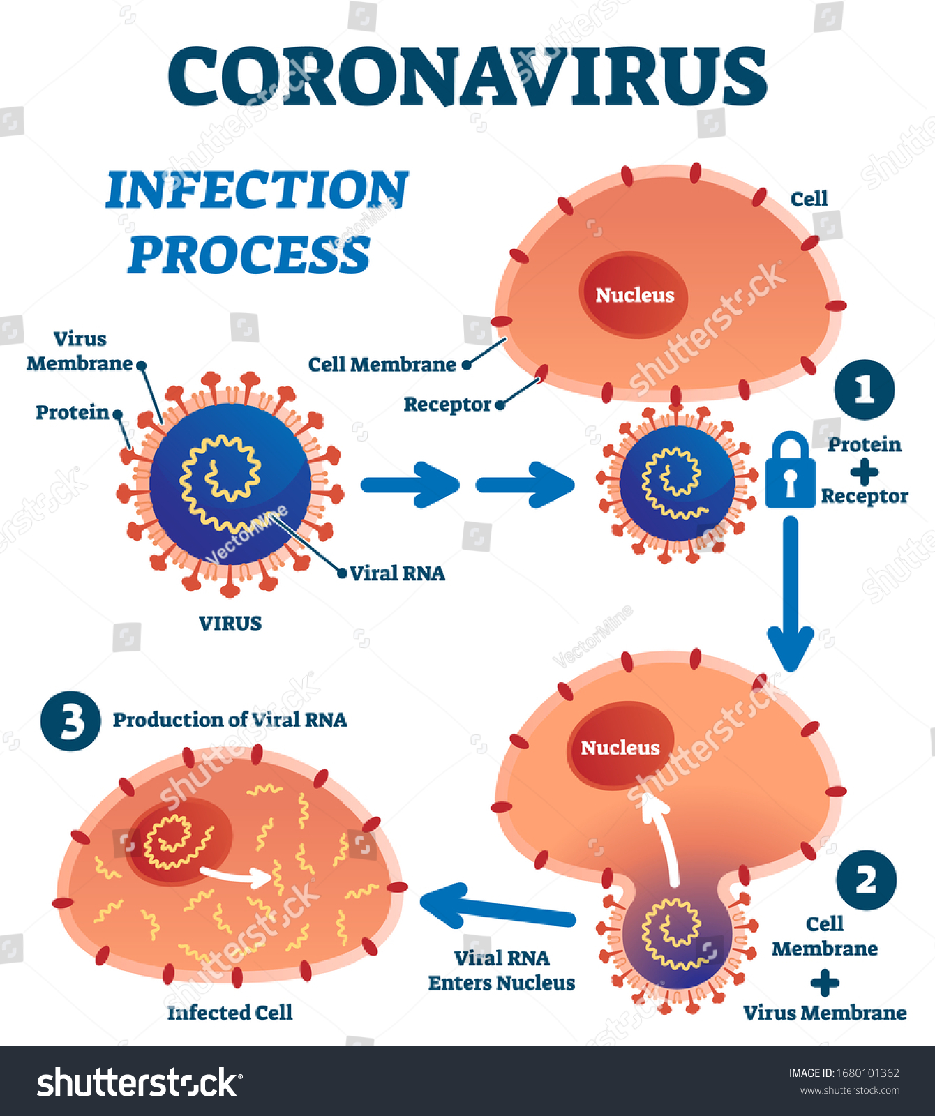 Coronavirus Infection Process Educational Explanation Vector Stock ...