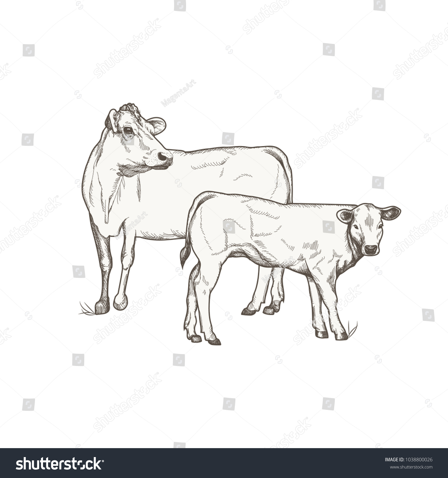 Cow Calf Vector Drawing Stock Vector (Royalty Free) 1038800026 ...