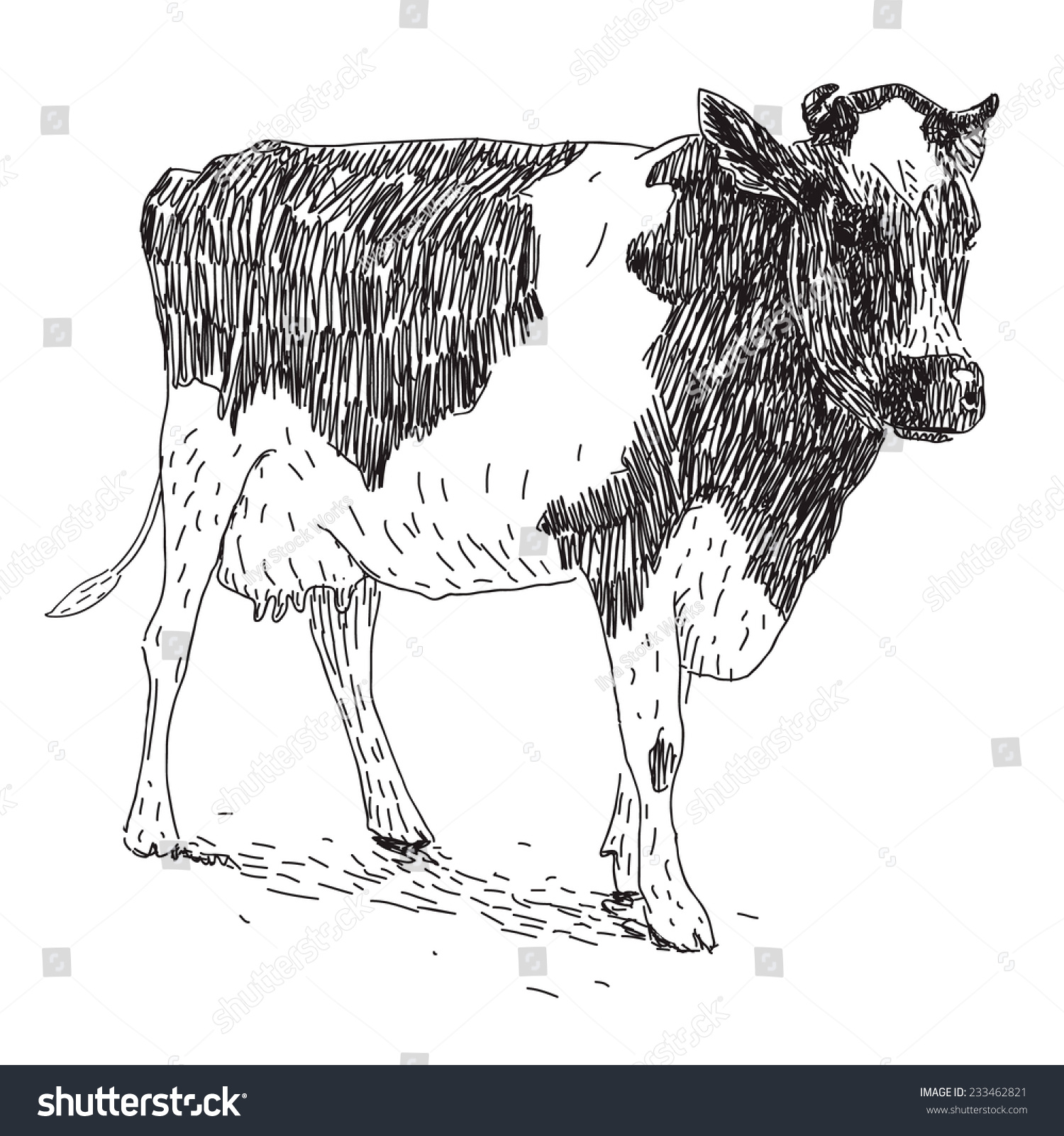 Cow Vector Drawing Isolated On White: vector de stock (libre de ...