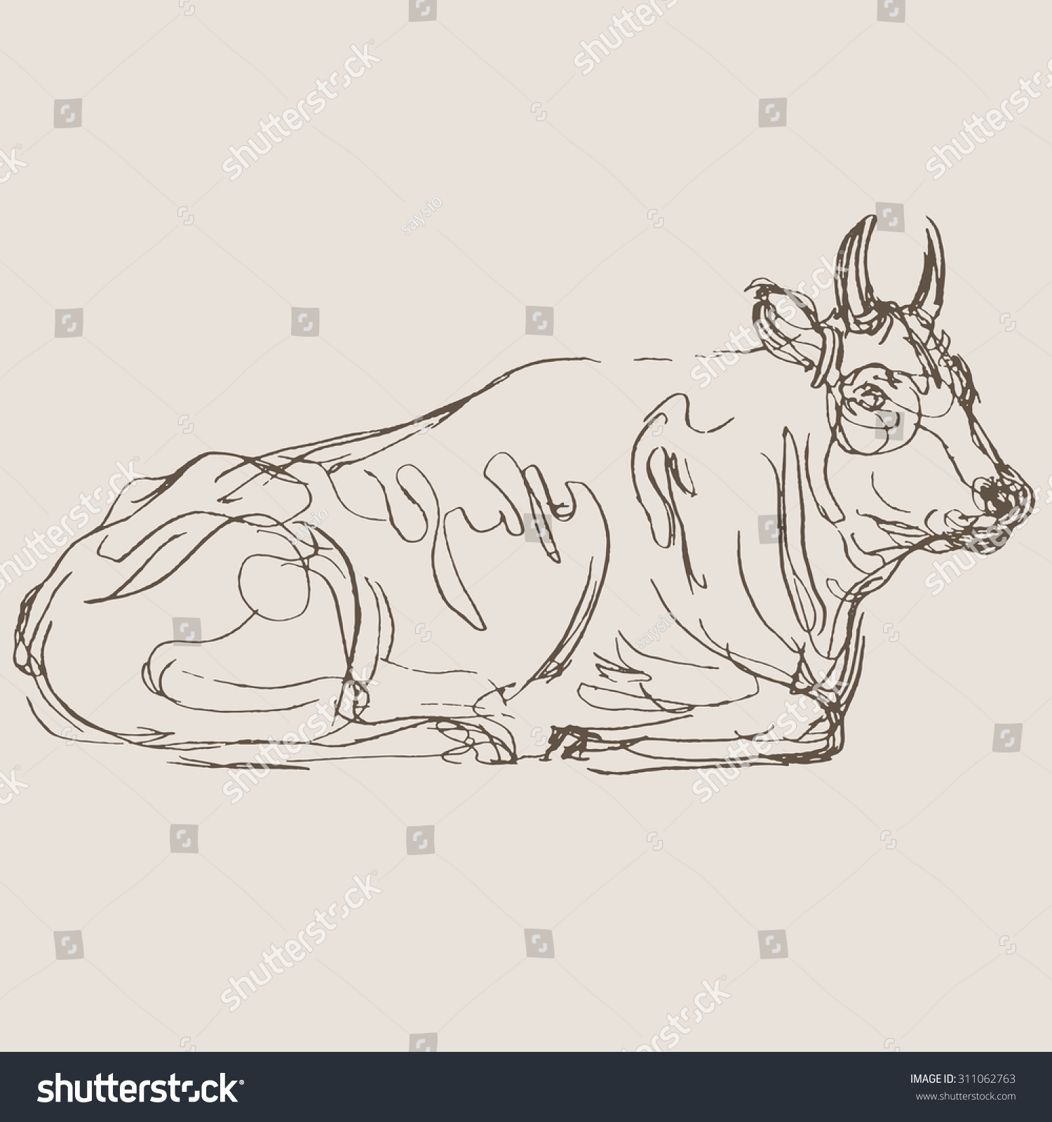 Cow Vector Hand Draw Sketch Stock Vector (Royalty Free) 311062763 ...