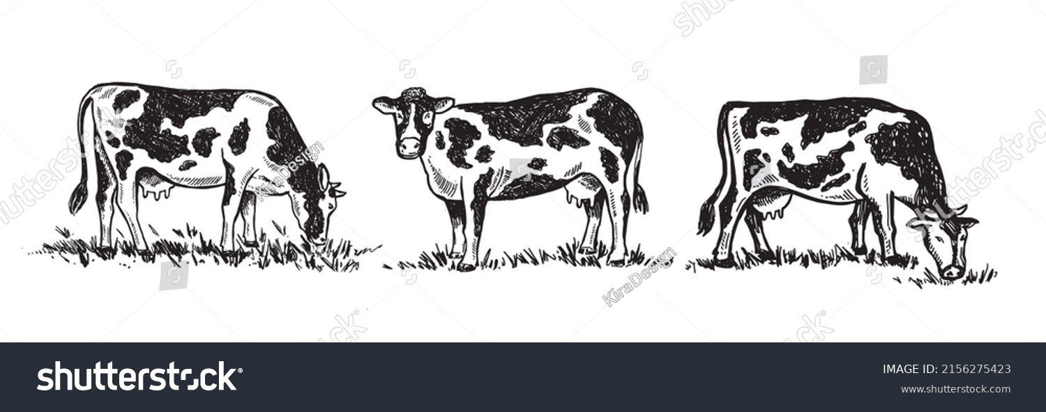 Cows Chew Grass Set Hand Drawn Stock Vector (Royalty Free) 2156275423 ...