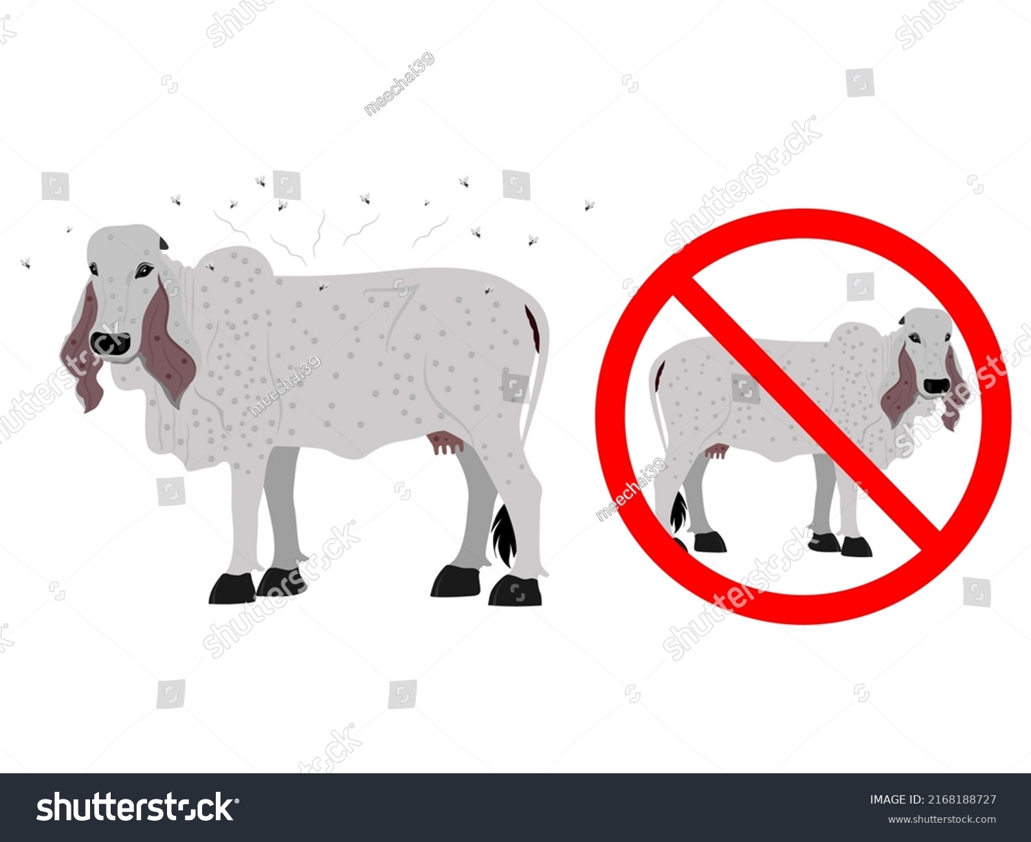 Cows Suffering Lumpy Skin Disease Stock Vector (Royalty Free ... Cows Suffering Lumpy Skin Disease Stock Vector (Royalty Free ...