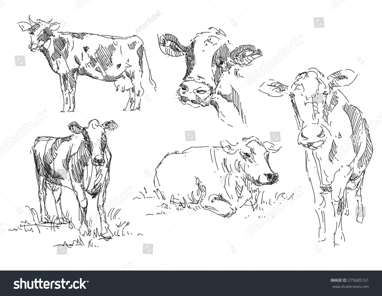 Cows Vector Sketch Stock Vector (Royalty Free) 275685161 | Shutterstock