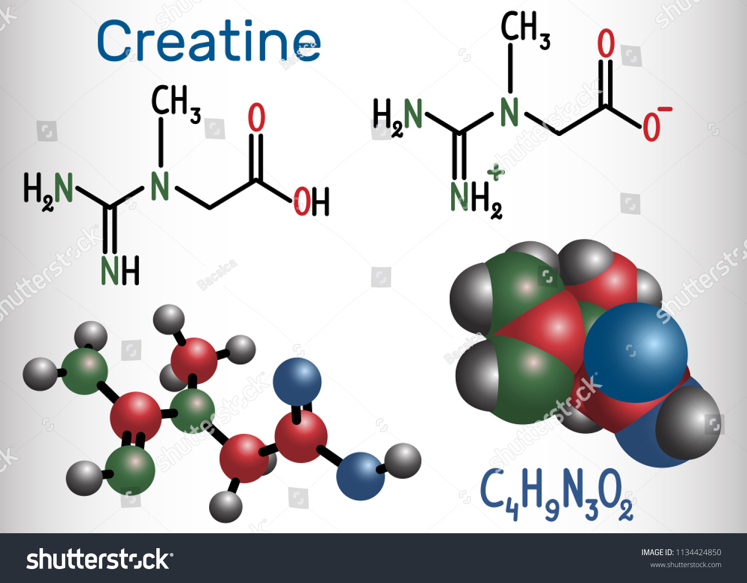 Creatine Molecule Structural Chemical Formula Molecule: เวกเตอร์สต็อก ...