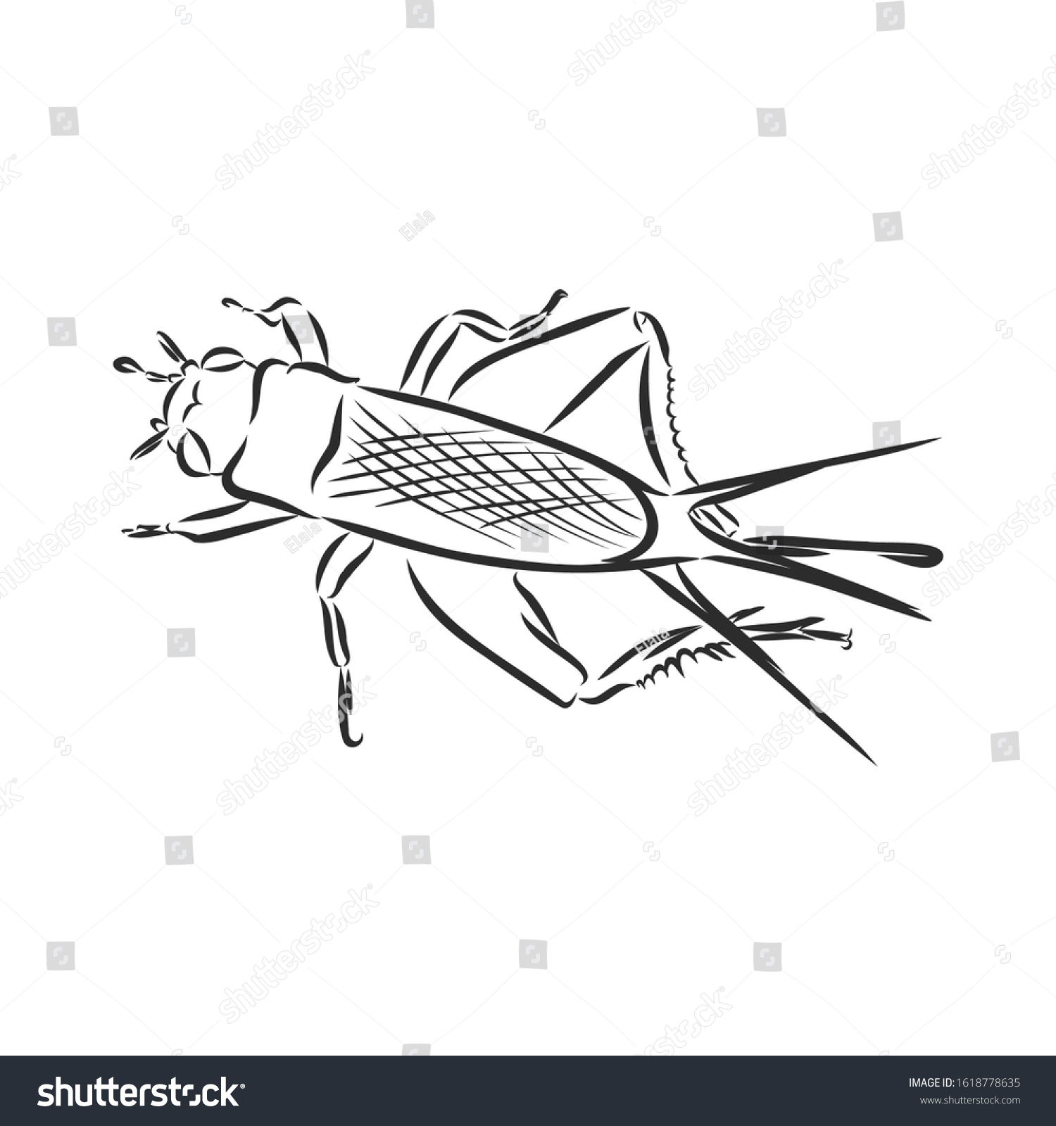 Cricket Insect Vector Sketch Illustration: เวกเตอร์สต็อก (ปลอดค่า ...