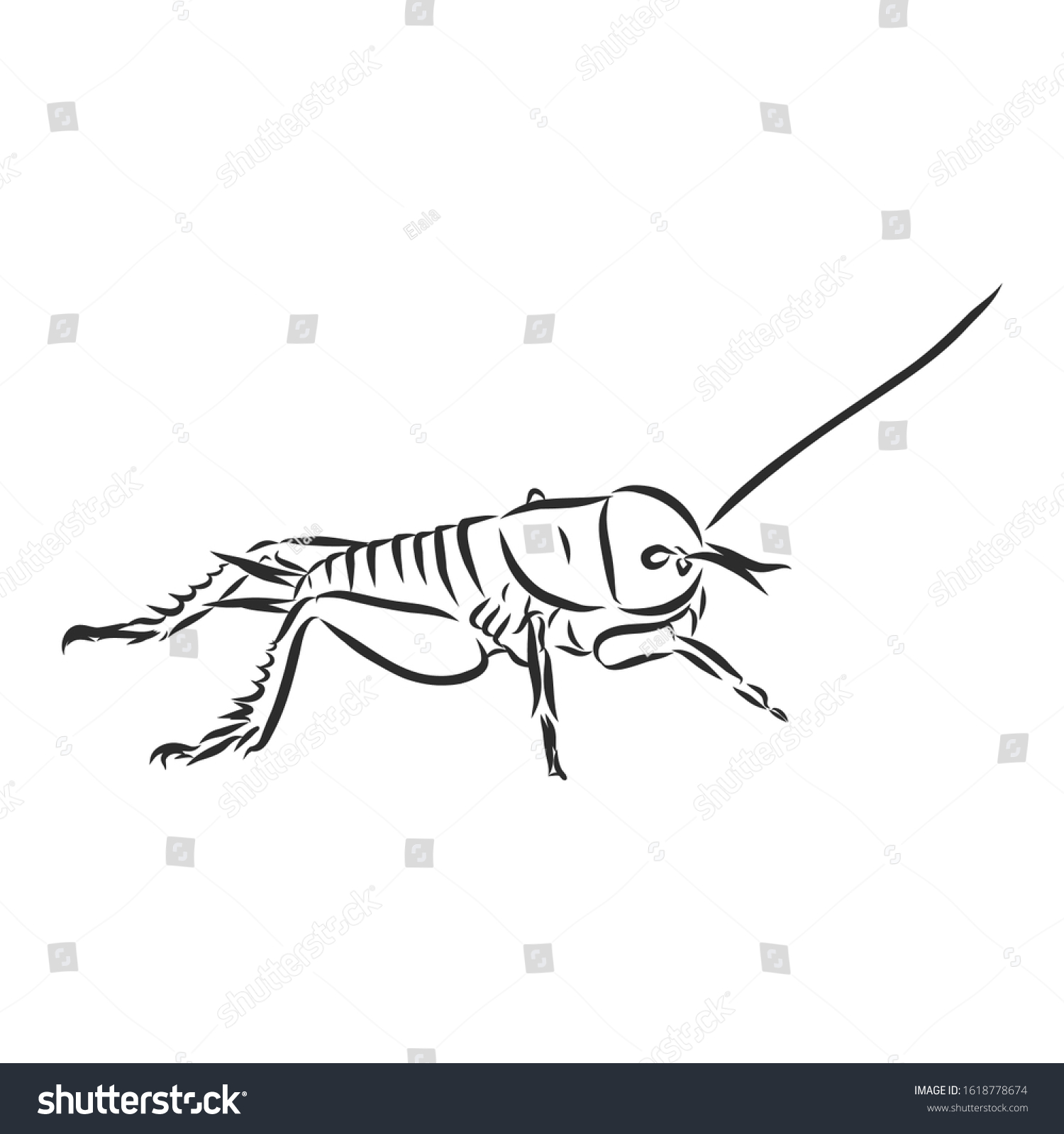Cricket Insect Vector Sketch Illustration Stock Vector (Royalty Free ...