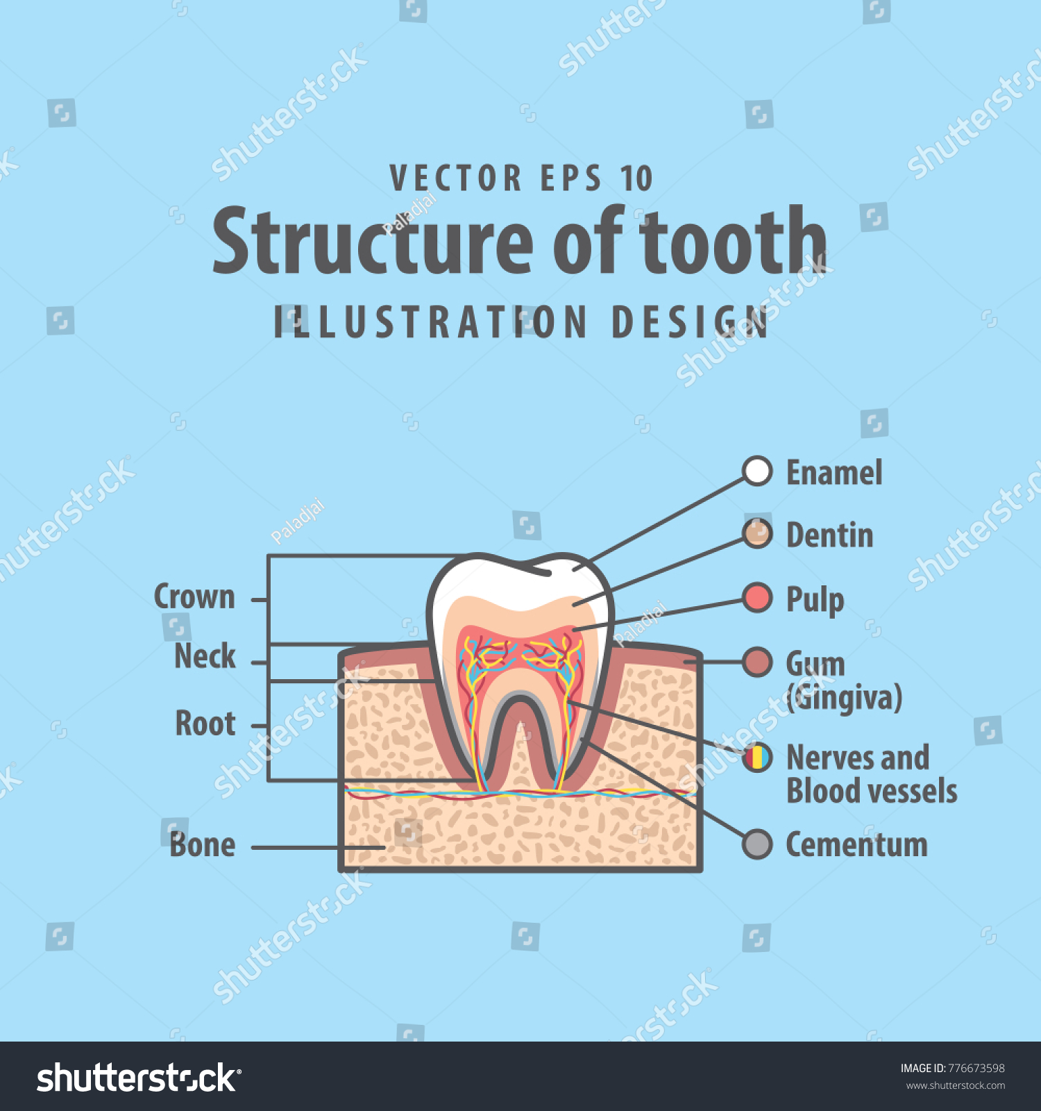 Crosssection Structure Inside Tooth Diagram Chart Stock Vector (Royalty ...