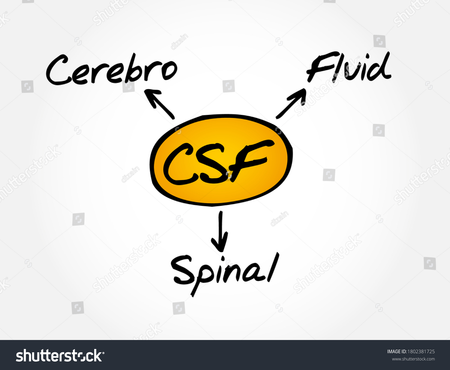 Csf Cerebrospinal Fluid Acronym Concept Background Stock Vector ...