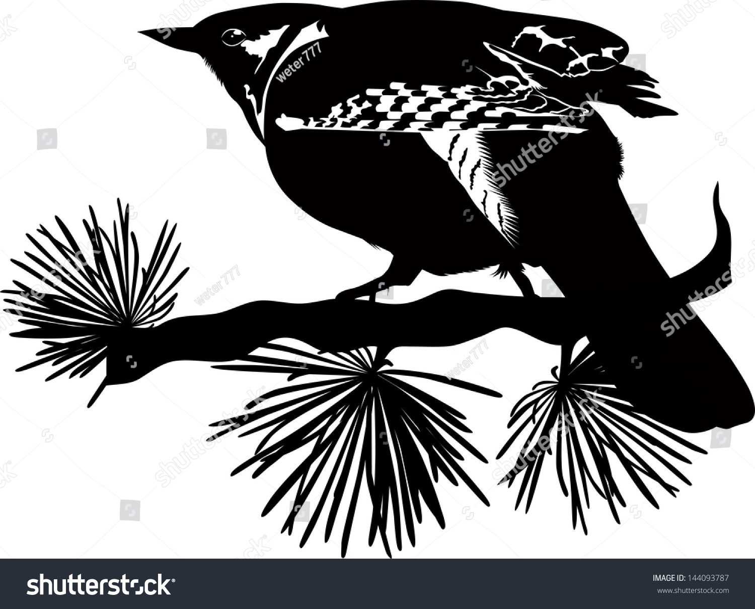 Cuckoo Bird Isolated On White Background Stock Vector (Royalty Free ...