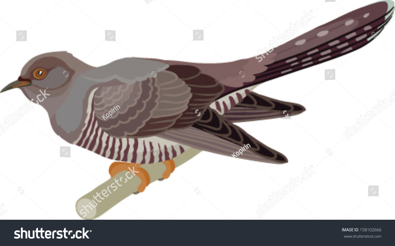 355 Cuckoo cartoon images Stock Illustrations, Images & Vectors ...
