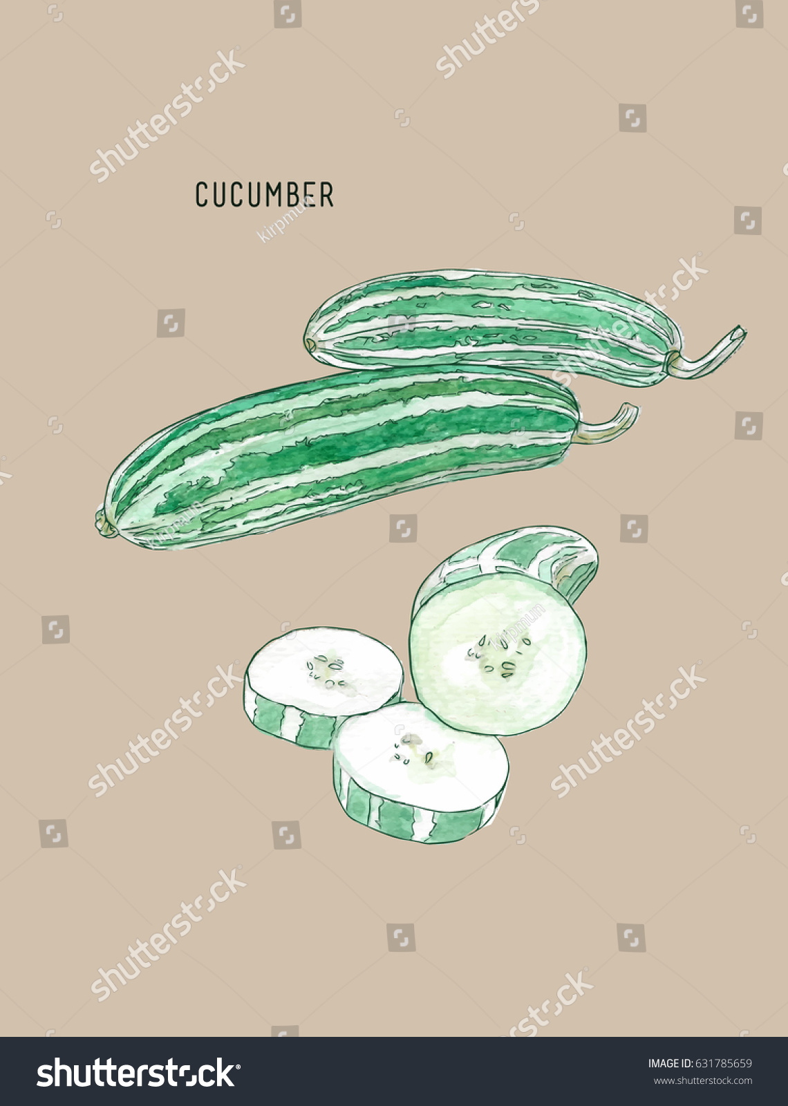 Cucumber Sketch Vector Stock Vector (Royalty Free) 631785659 | Shutterstock