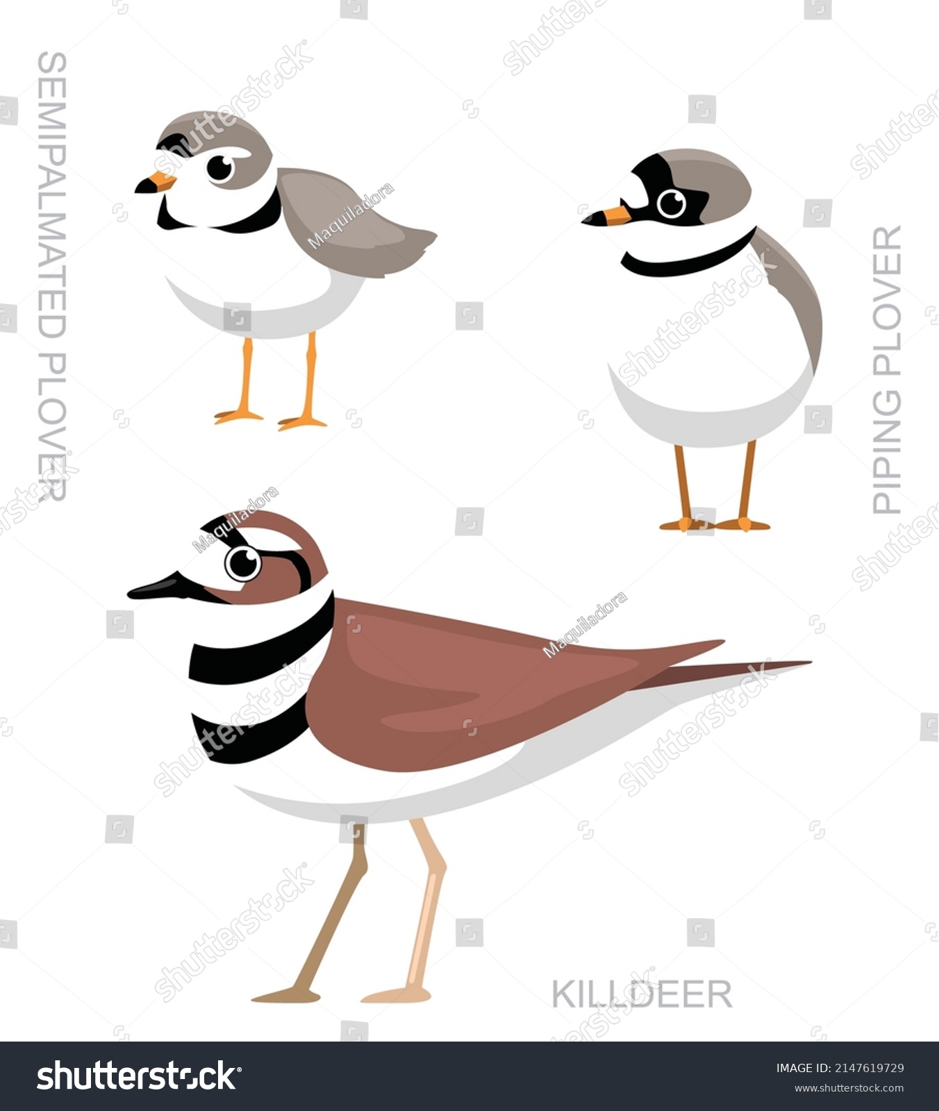 Cute Bird Plover Killdeer Set Cartoon Stock Vector (Royalty Free ...