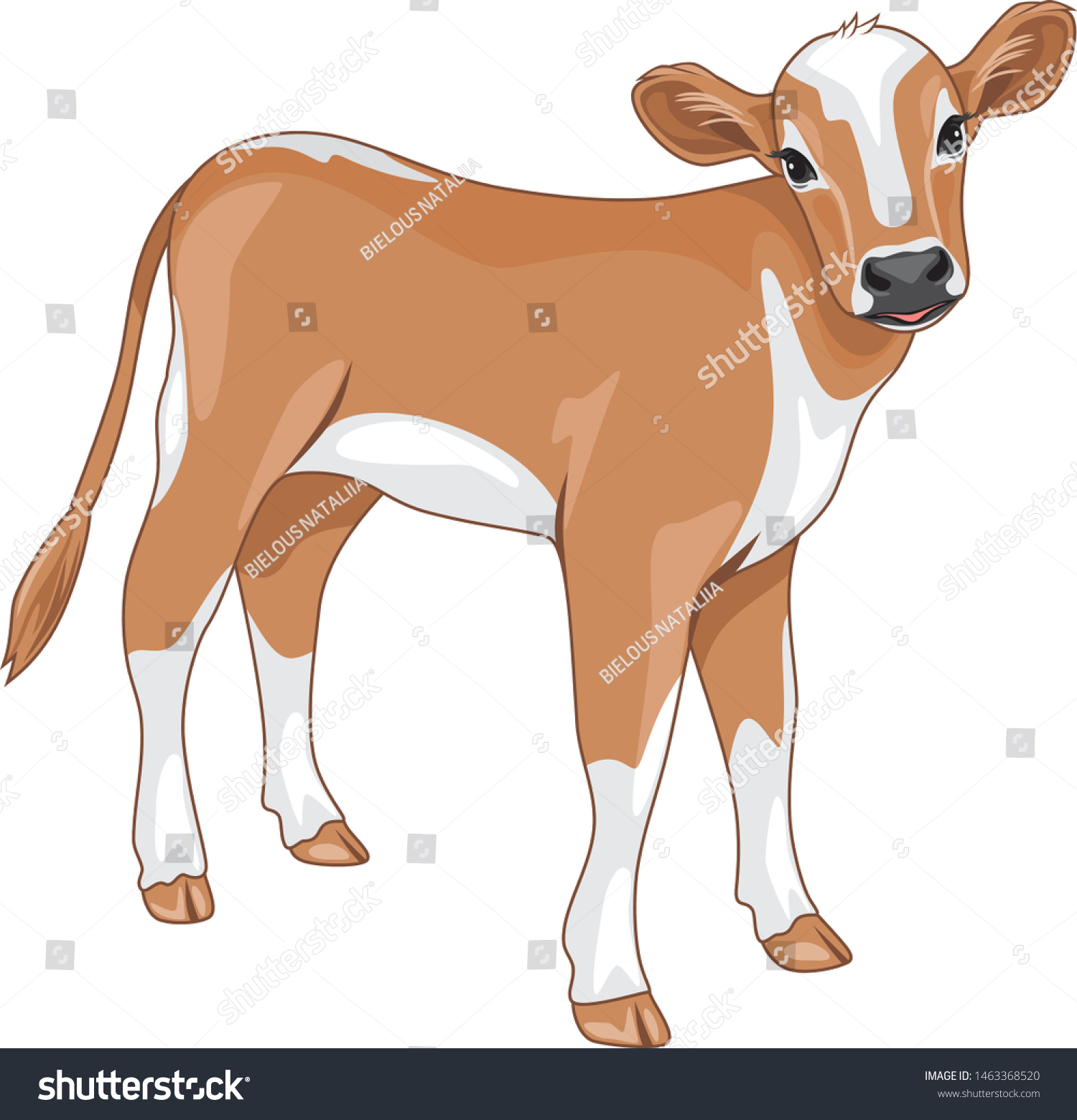 Cute Calf Isolated On White Vector 스톡 벡터(로열티 프리) 1463368520 | Shutterstock
