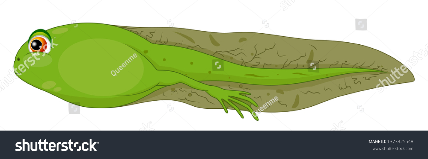 Cute Tadpole Cartoon Illustration Vector Stock Vector (Royalty Free ...