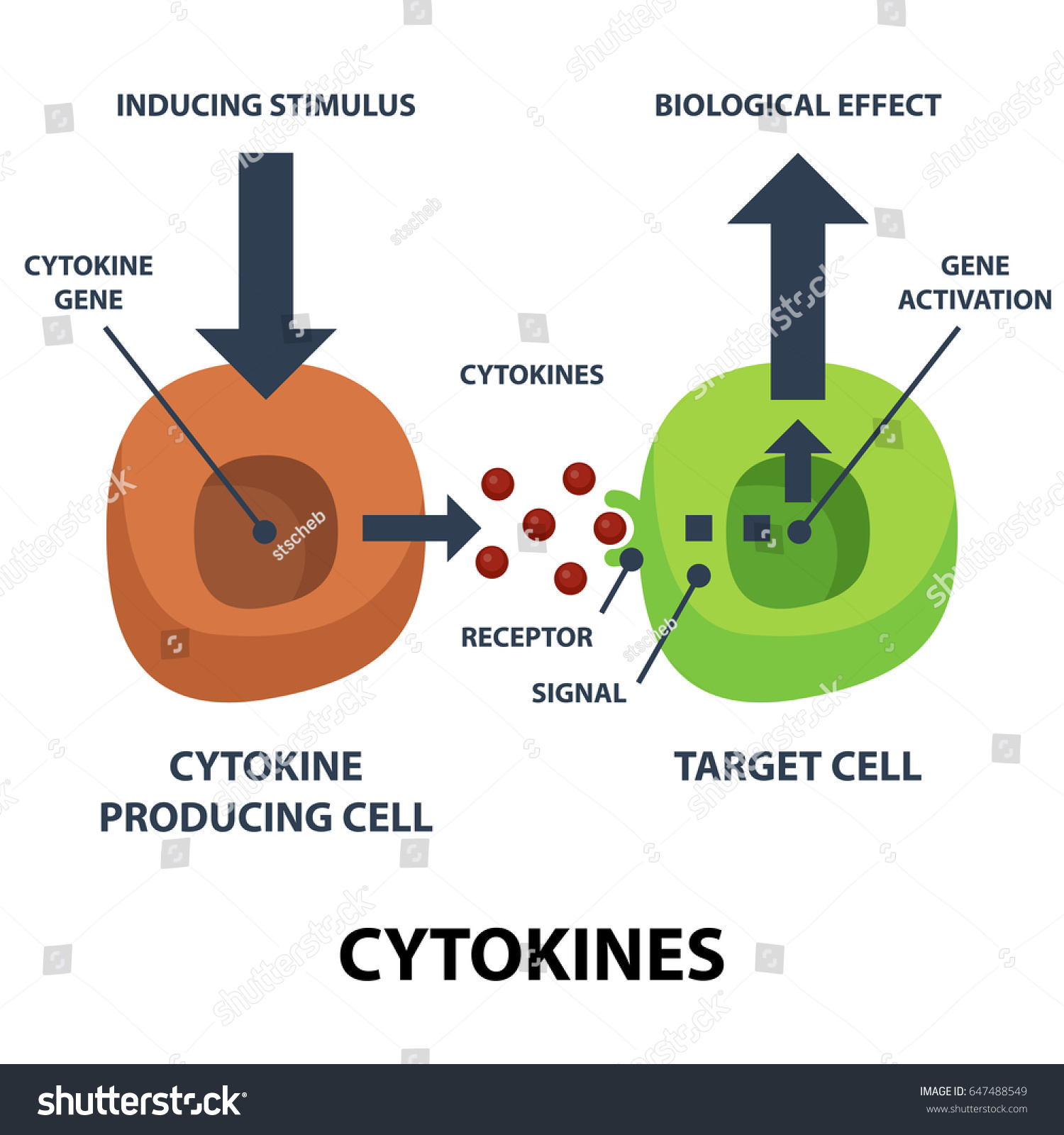 Cytokines Concept Vector Illustration: vector de stock (libre de ...
