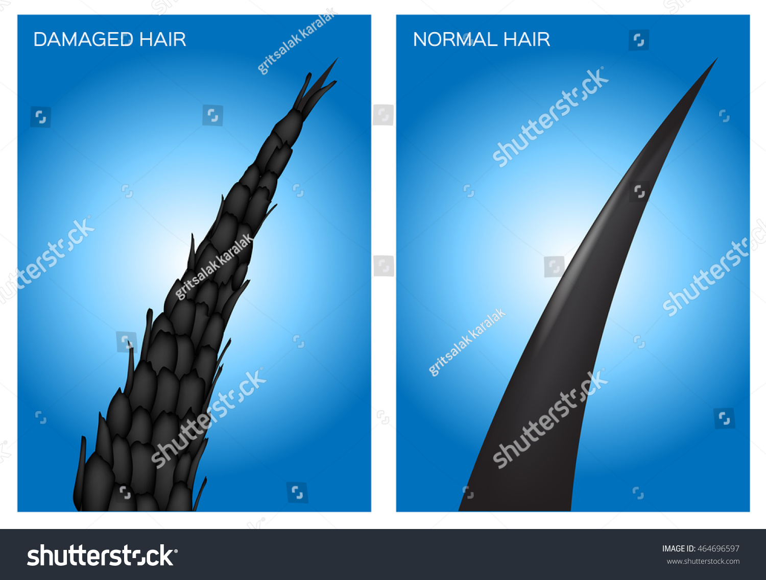 vectores de cabello dañados y normales: vector de stock (libre de ...