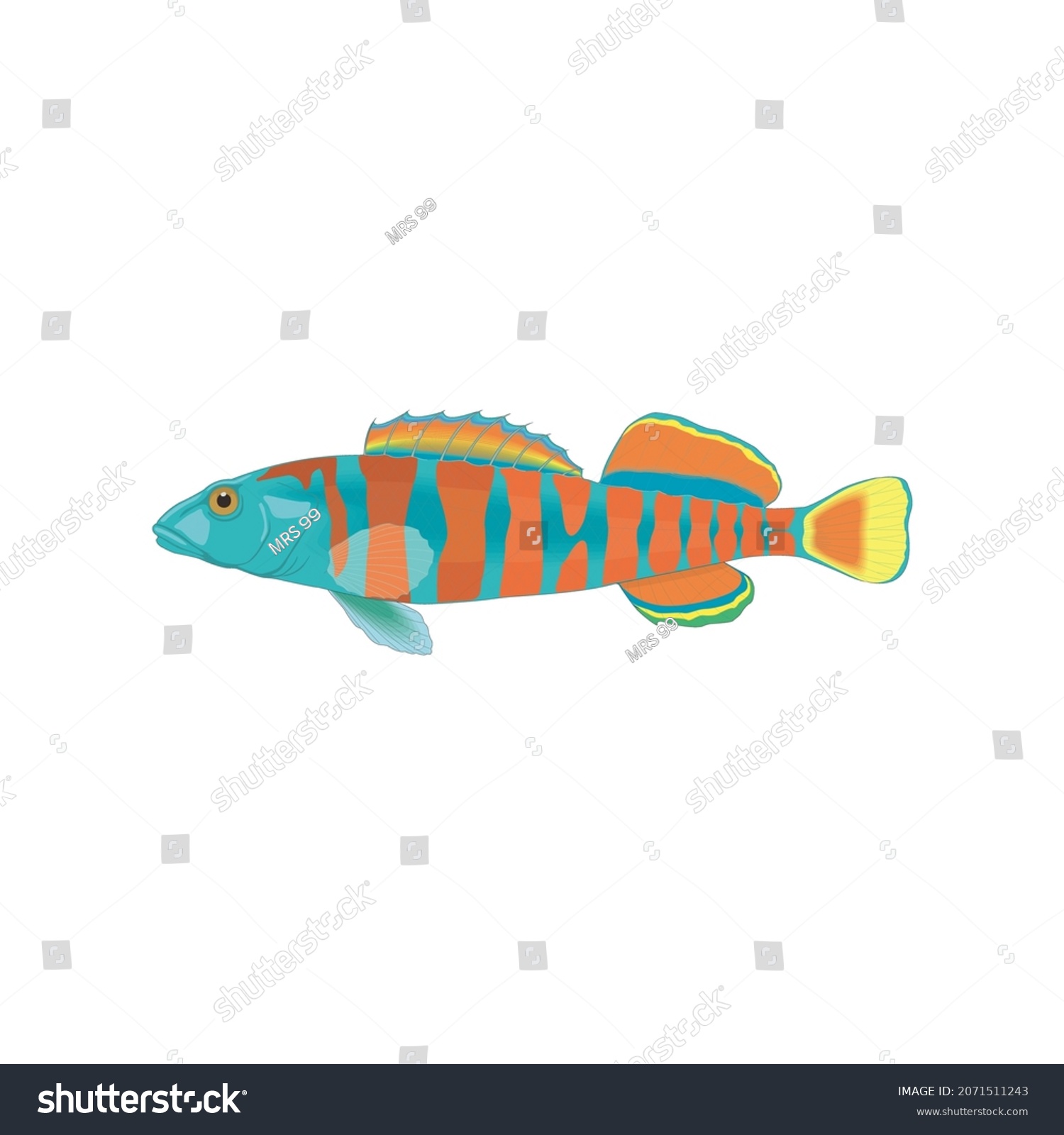 Darter Stock Vectors, Images & Vector Art | Shutterstock