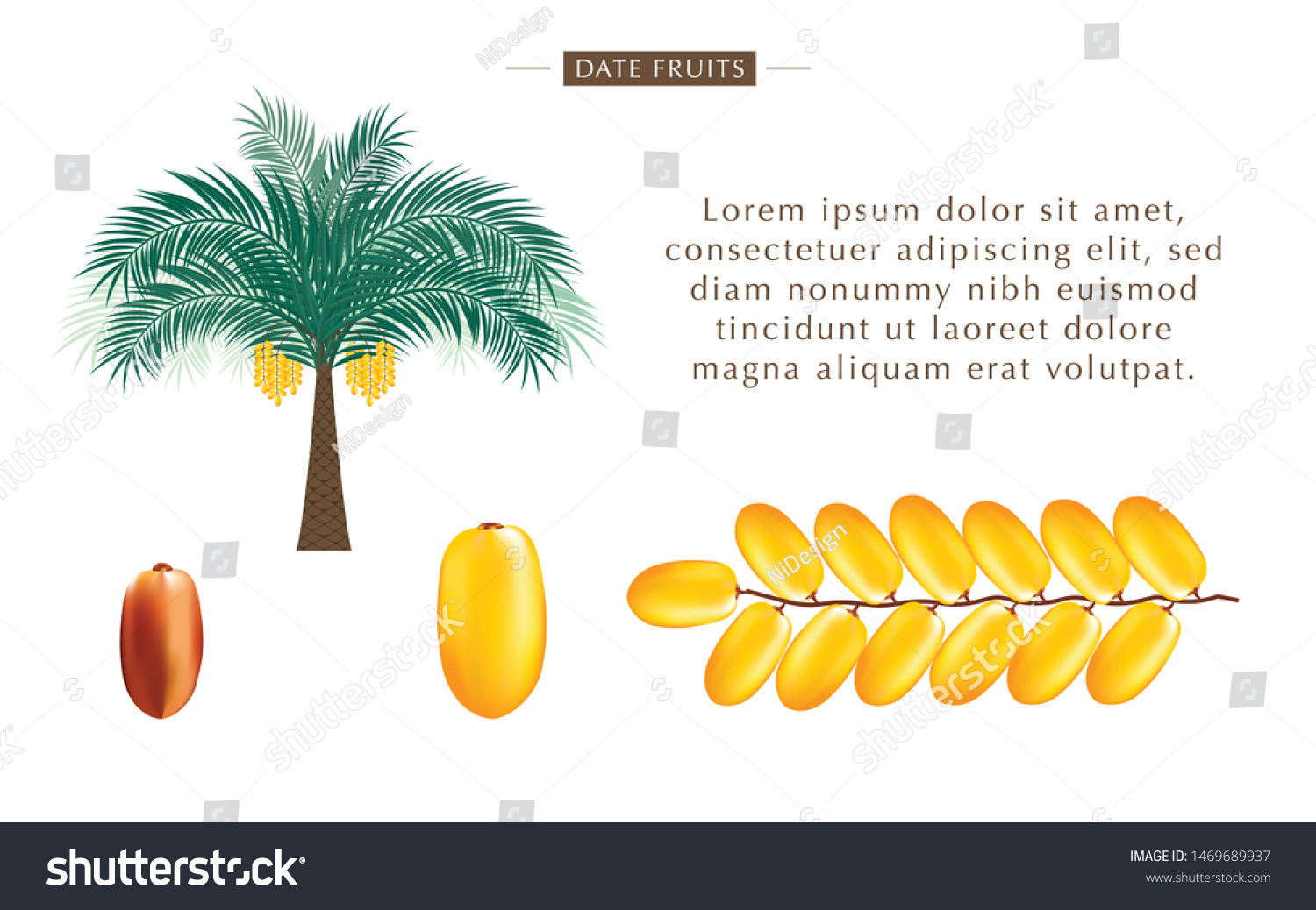 Date Fruit Isolated Layout Text Design Stock Vector (Royalty Free ...