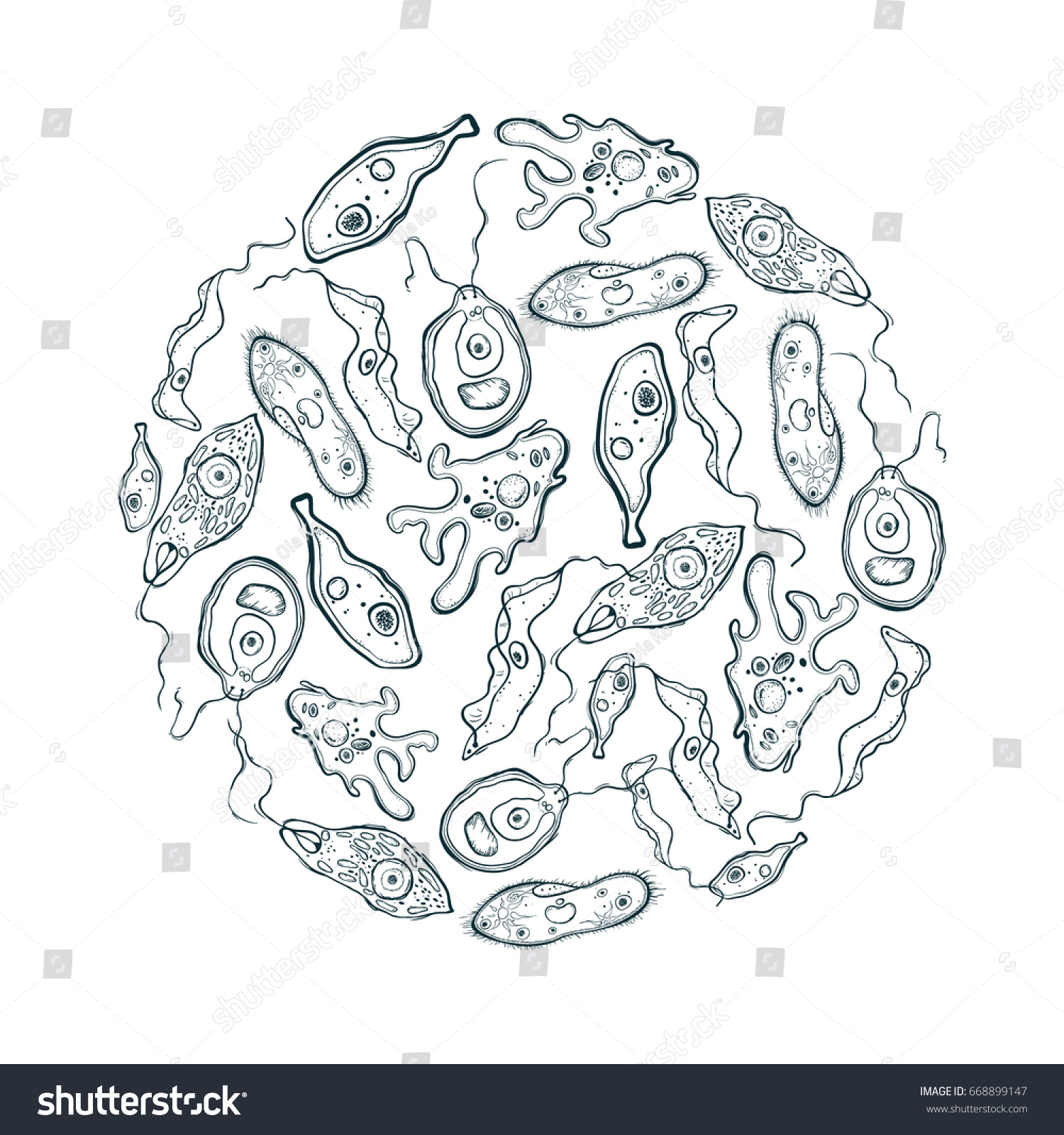 Decorative Circle Different Microorganisms Vector Illustration Stock ...