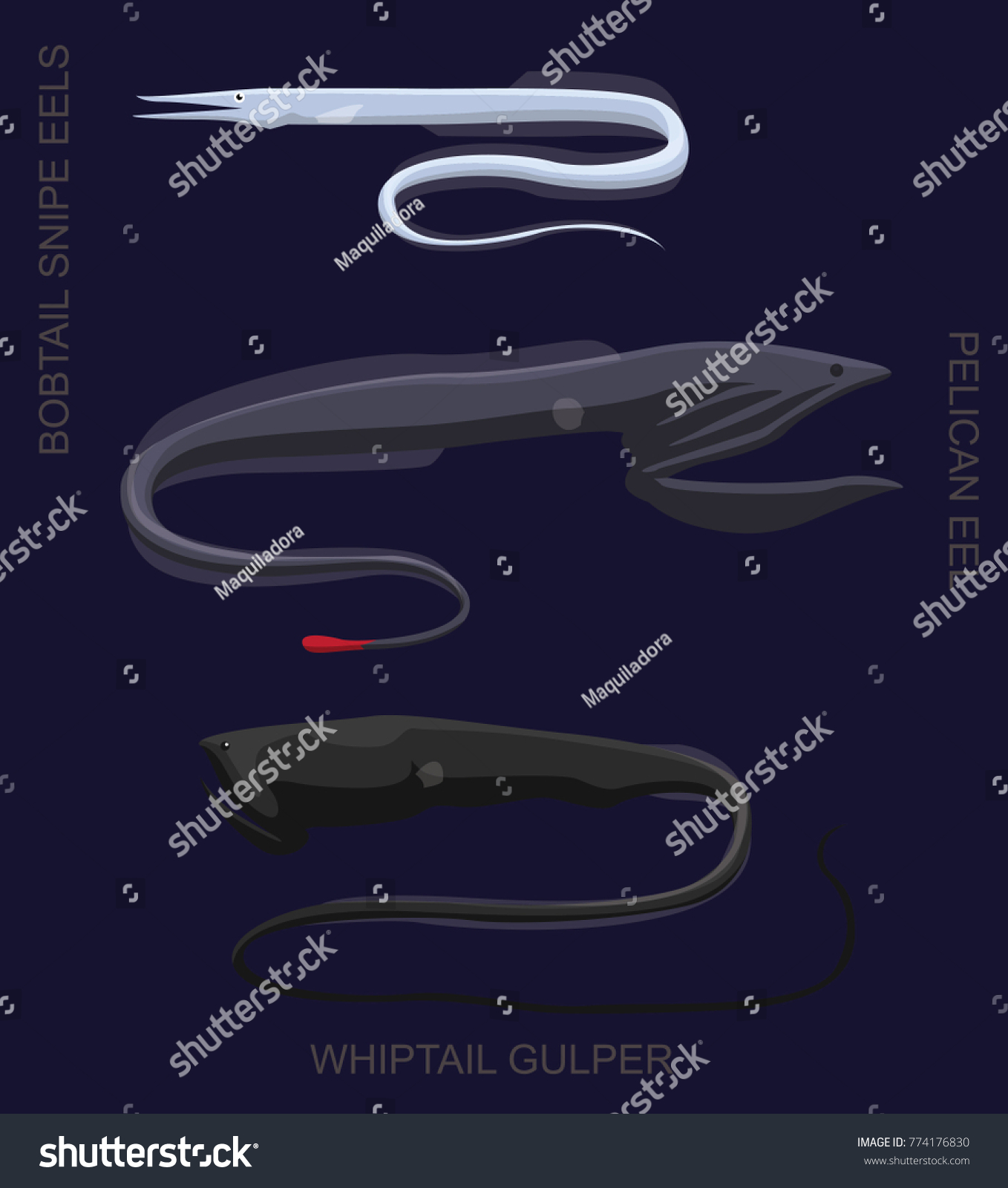 Deep Sea Fish Gulper Eel Set Stock Vector (Royalty Free) 774176830