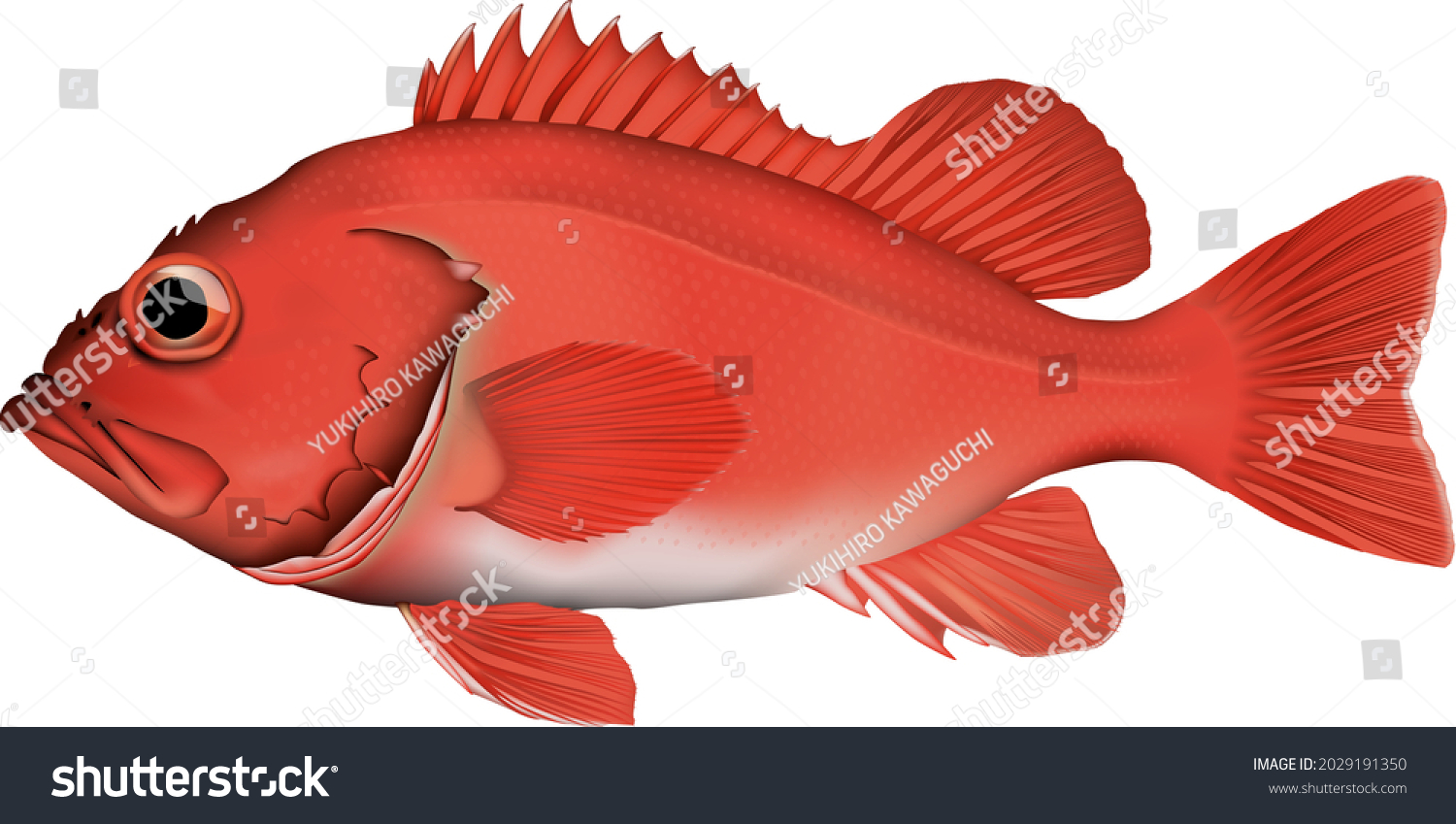 23,195 Red rock fish Images, Stock Photos & Vectors | Shutterstock